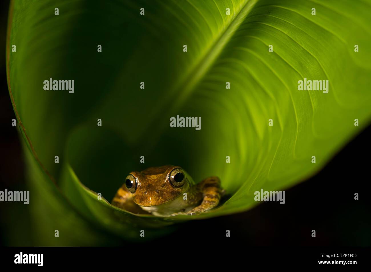 Meadow Tree Frog, Isthmohyla pseudopuma, also known as Gunthers Costa ...