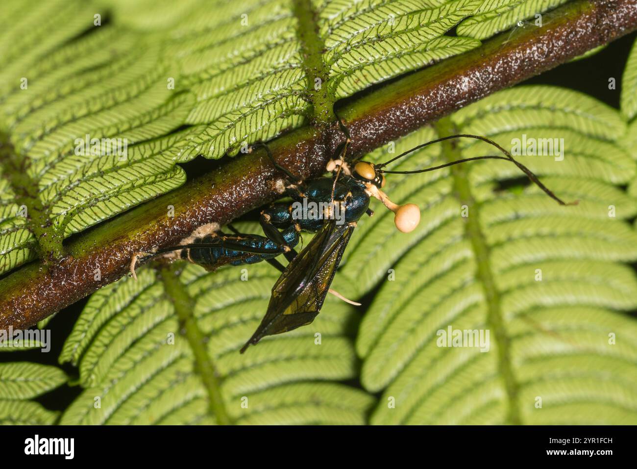 Dead wasp infected by an insect pathogenic fungus, Ophiocordyceps sp ...