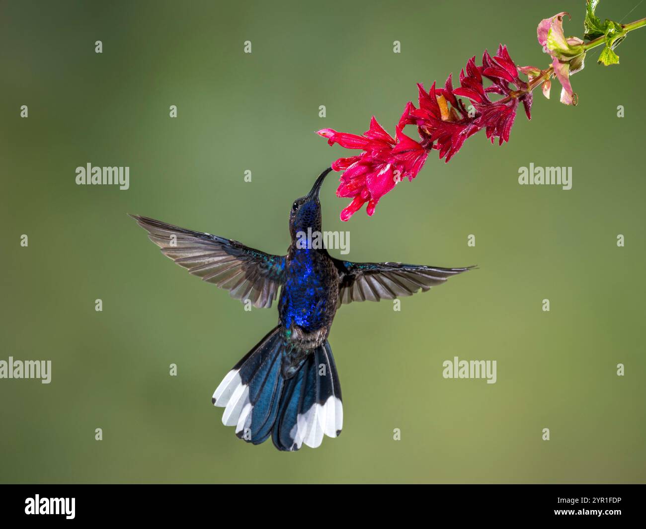 Violet Sabrewing, Campylopterus hemileucurus, in flight, feeding on ...