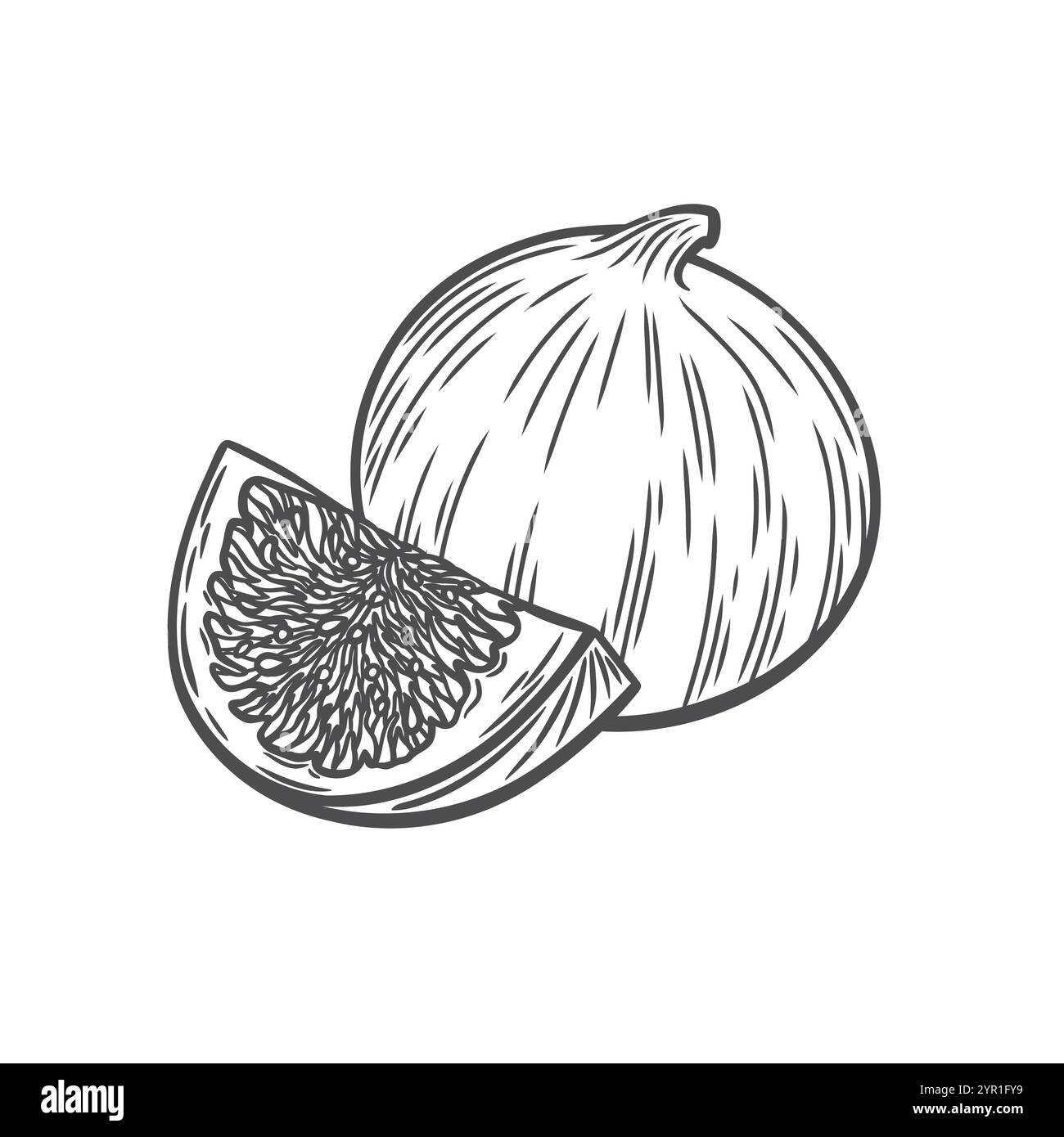 Drawing fig Cut Out Stock Images & Pictures - Alamy