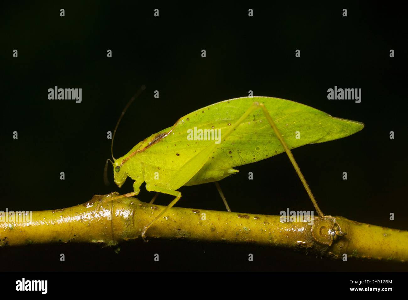 Leaf-mimic Katydid, Orophus sp., also known as False Leaf katydid ...