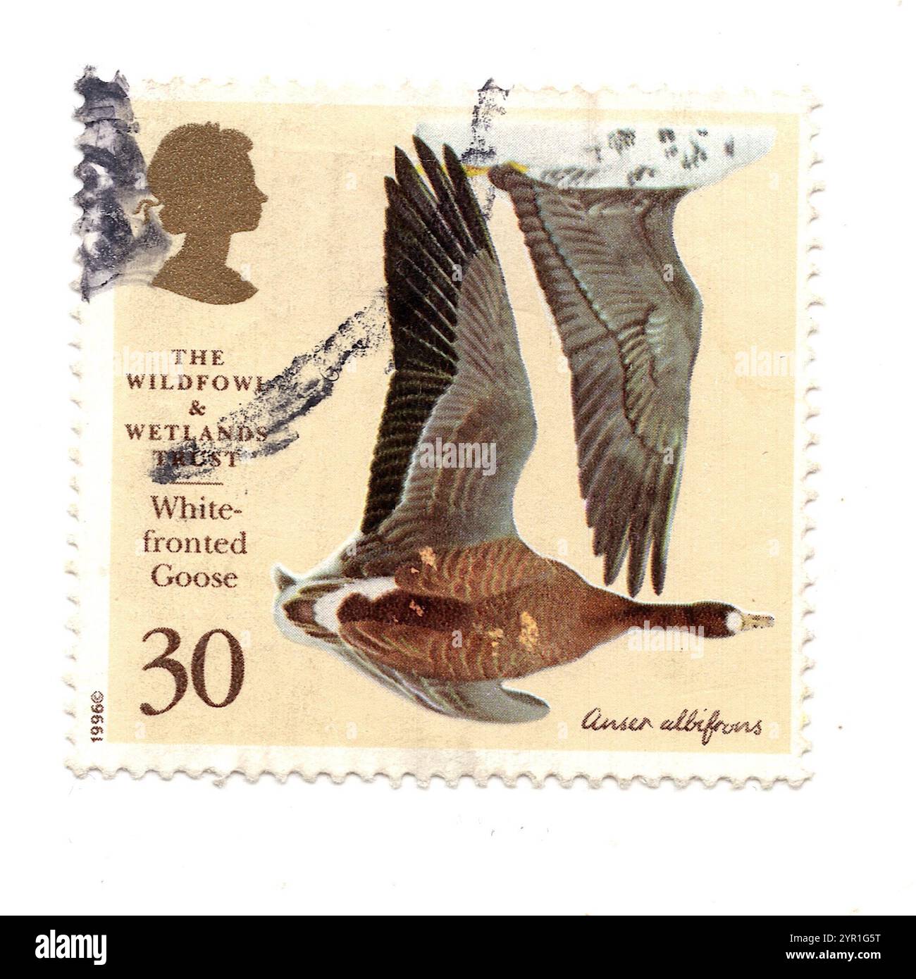 A vintage postage stamp from Great Britain featuring a White Fronted ...