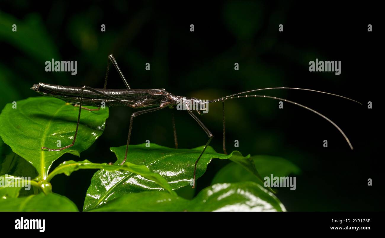 Stick insect costa rica wildlife hi-res stock photography and images ...