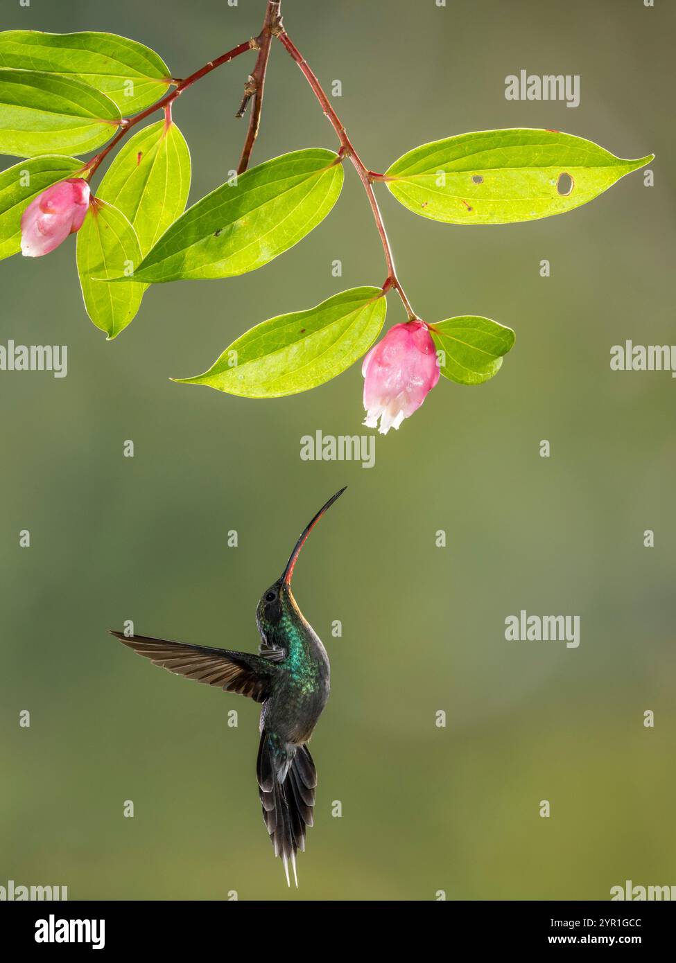 Green Hermit, Phaethornis guy, in flight, Costa Rica Stock Photo - Alamy