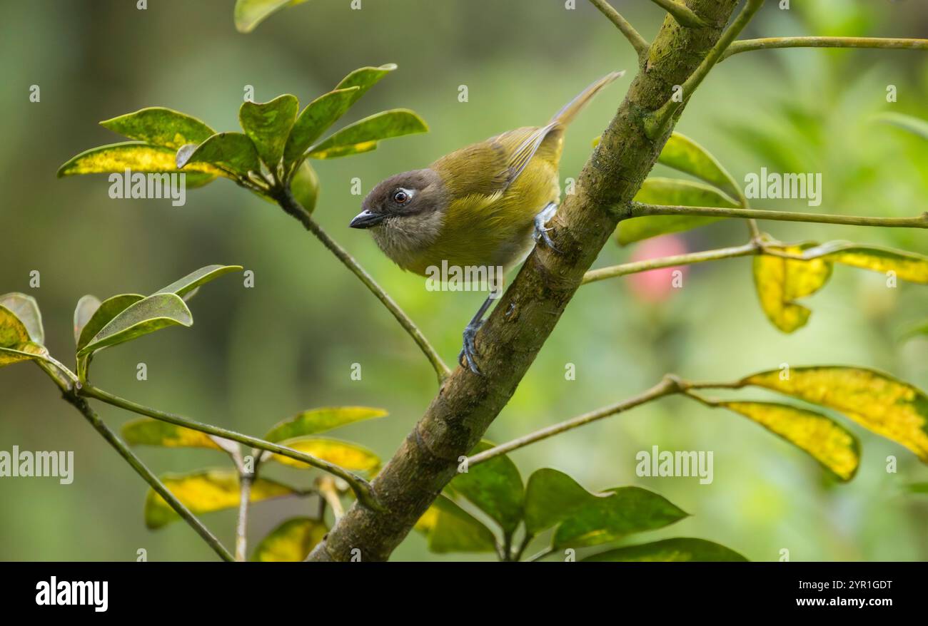 Common Chlorospingus, Chlorospingus flavopectus, also known as Common ...
