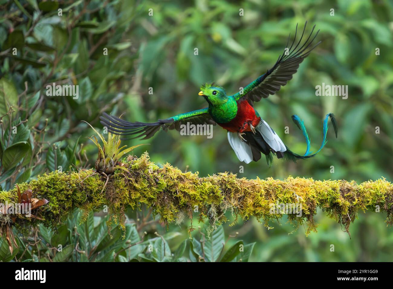 Male Resplendent Quetzal, Pharomachrus mocinno, in flight, Costa Rica ...