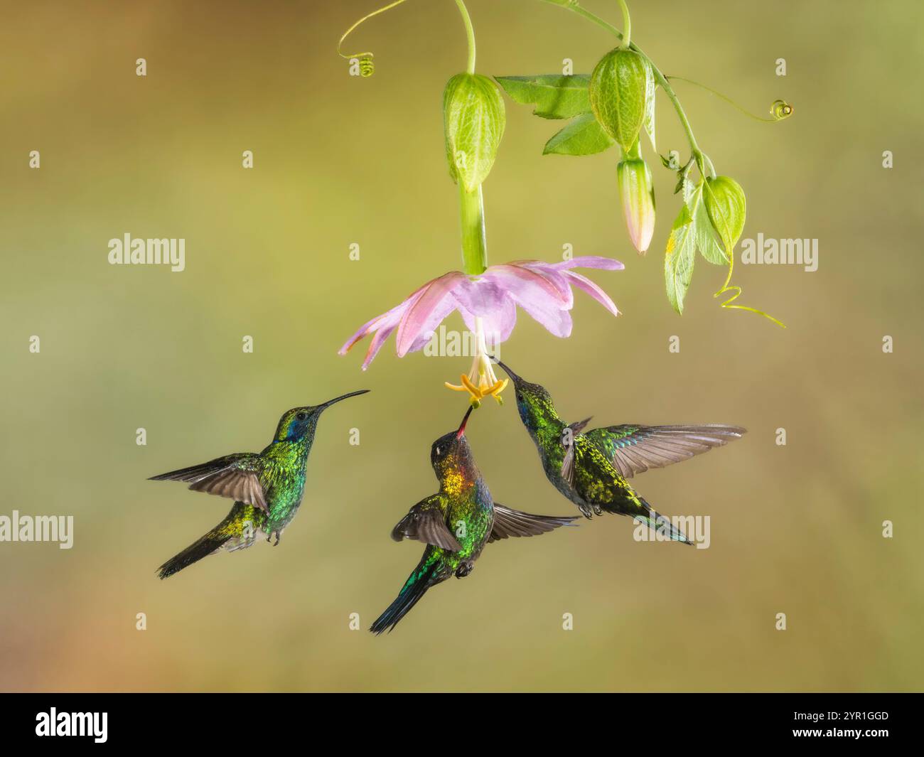Lesser Violetear, Colibri cyanotus, and Fiery-throated Hummingbirds ...