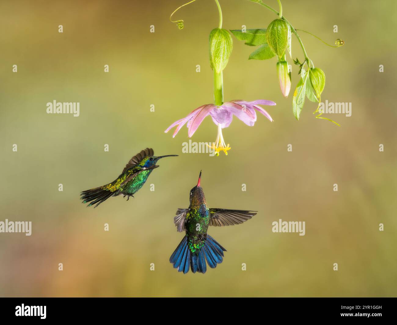 Lesser Violetear, Colibri cyanotus, and Fiery-throated Hummingbirds ...