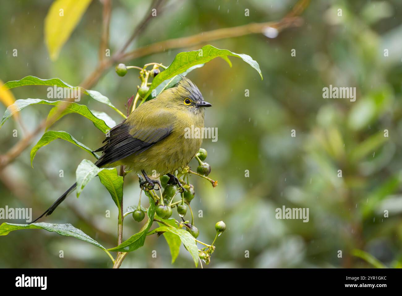 Female Long-tailed Silky-flycatcher, Ptiliogonys caudatus, Costa Rica ...