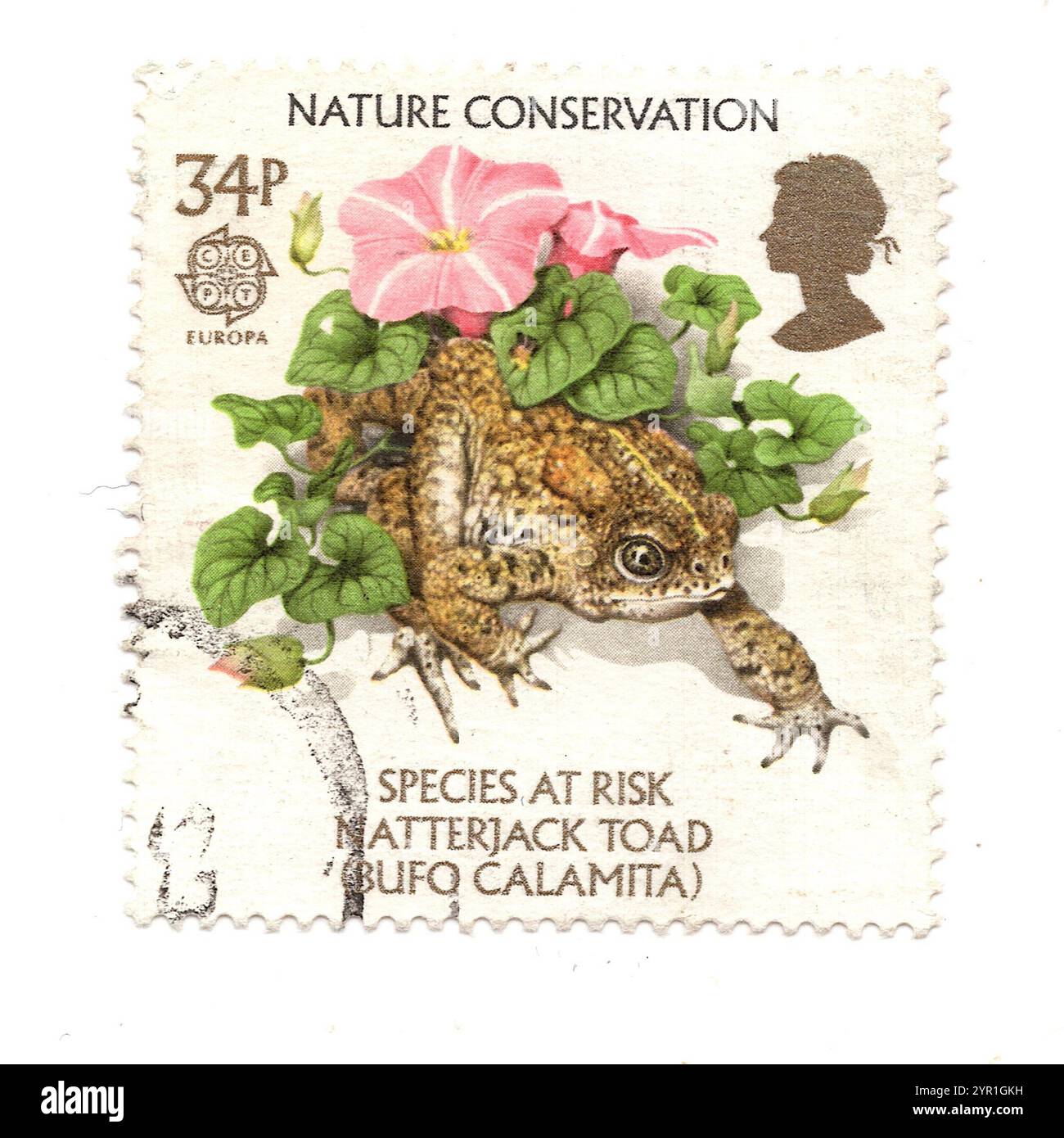 A vintage nature conservation postage stamp from Great Britain featuring a Matterjack Toad Stock ...