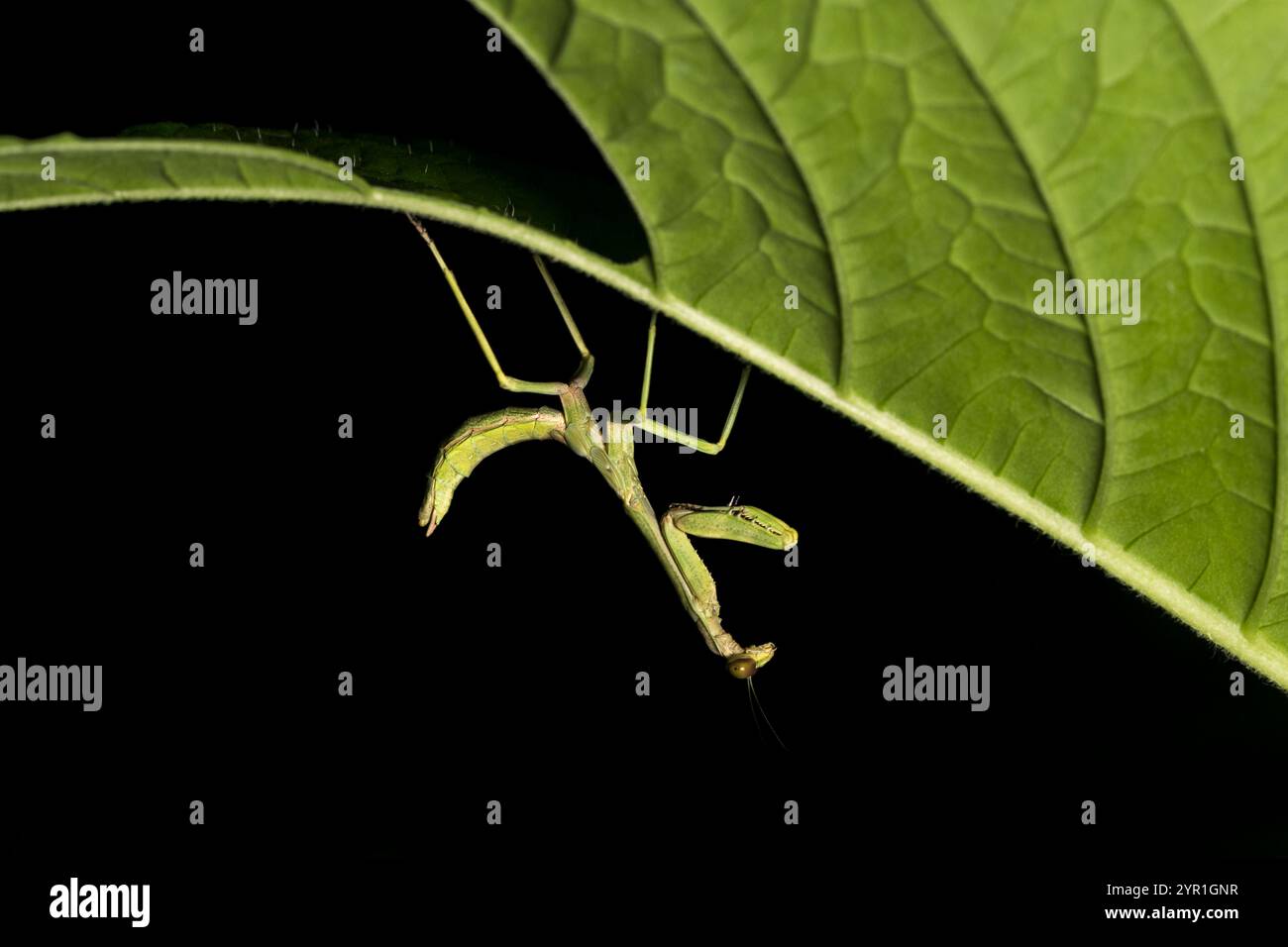 Praying Mantis, Stagmomantis sp., Costa Rica Stock Photo - Alamy