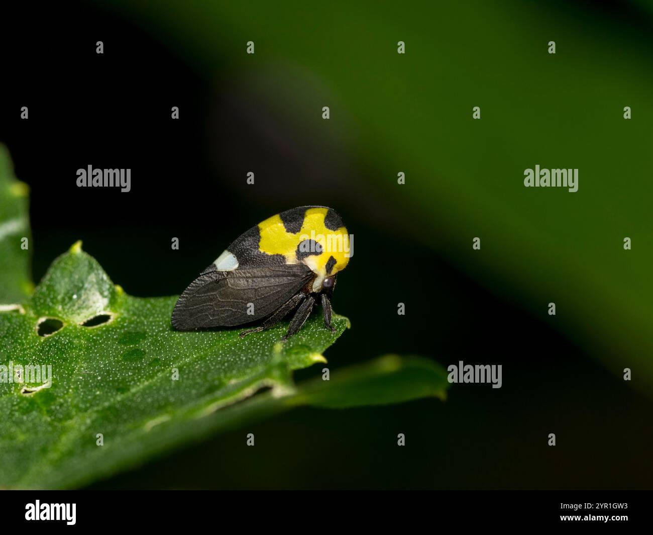Mexican Treehopper, Membracis mexicana, Costa Rica Stock Photo - Alamy