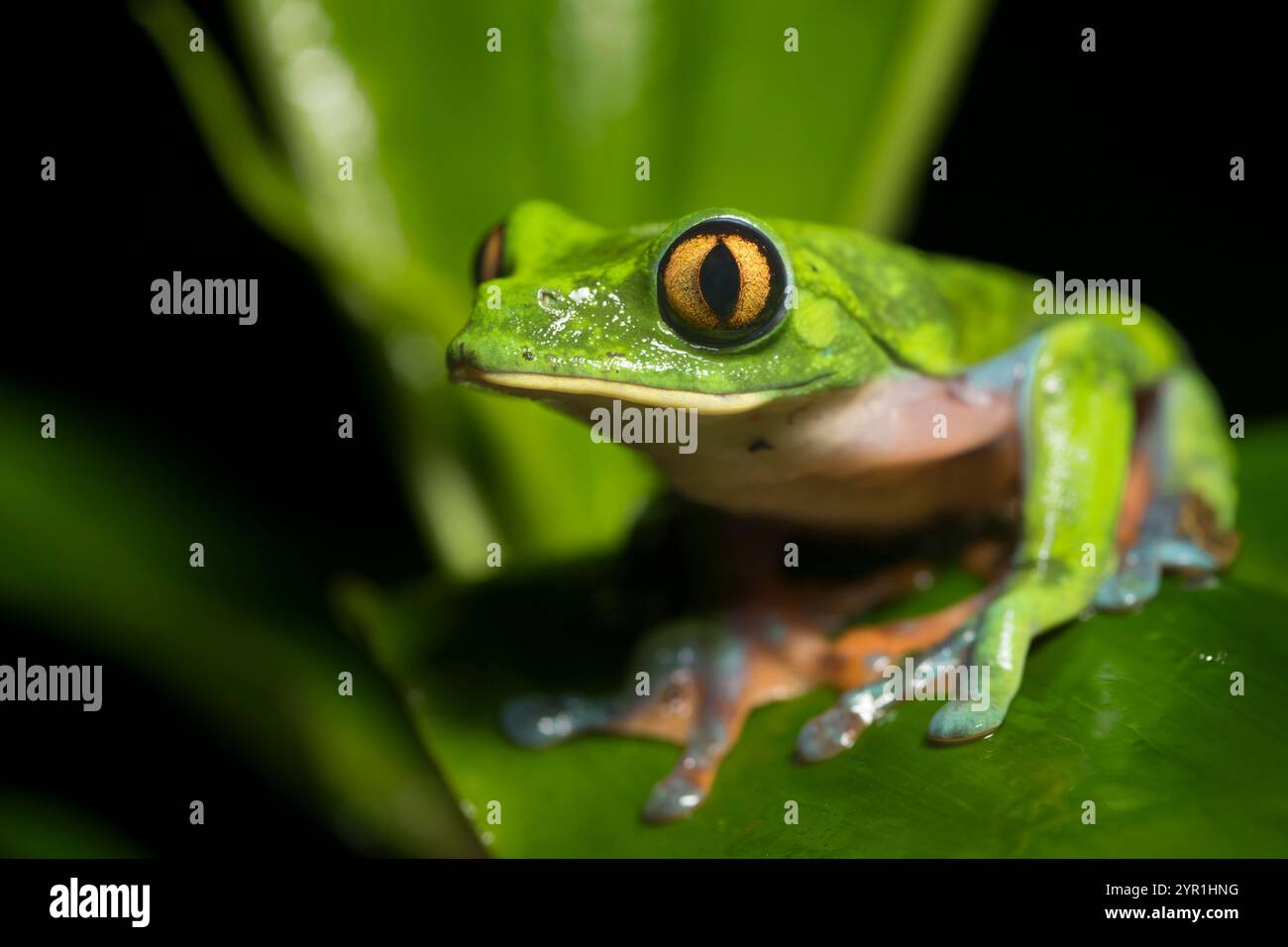 Golden-eyed tree frog, Agalychnis annae, also known as Yellow-eyed leaf ...