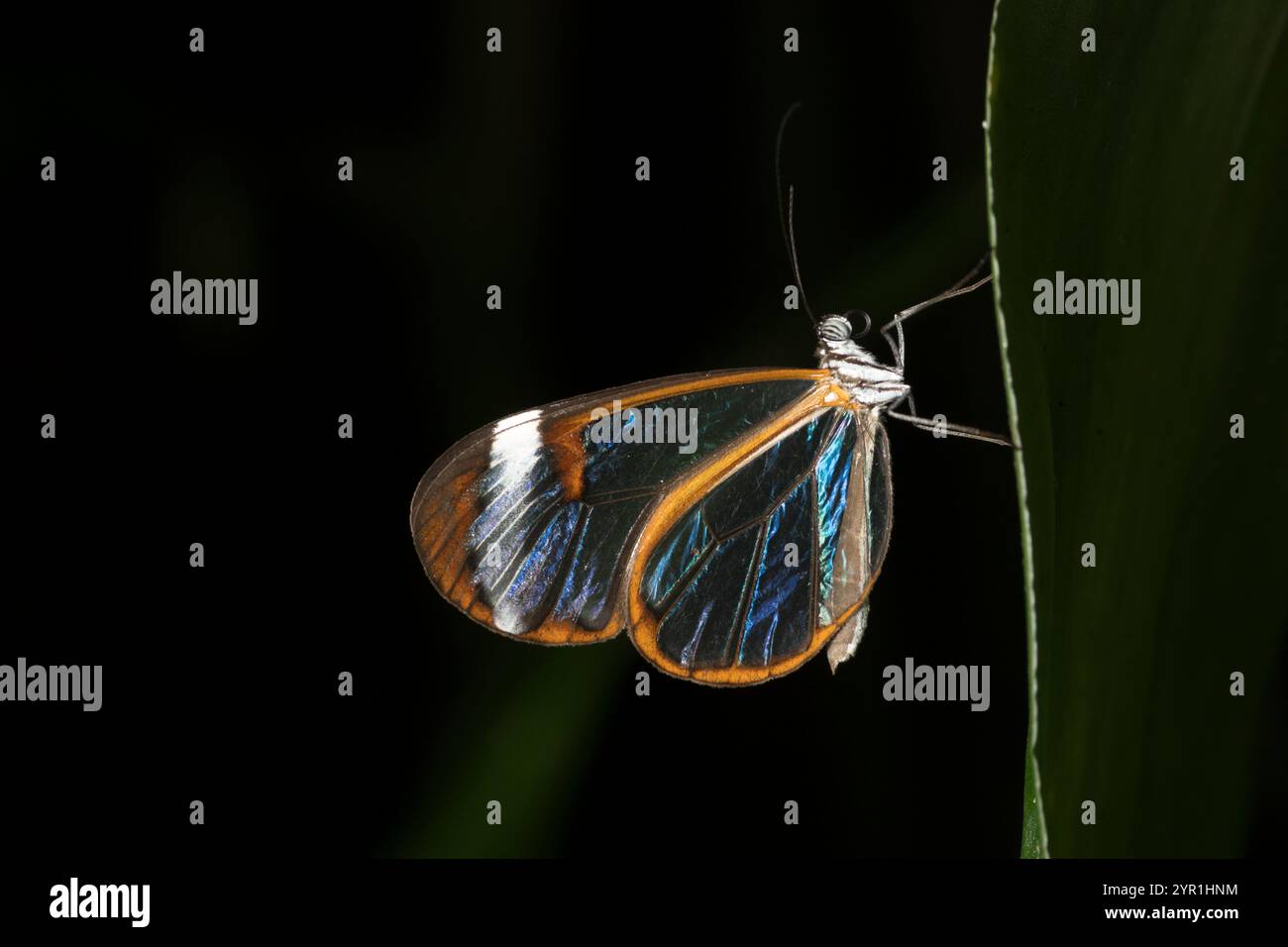 Costa Rica Clearwing butterfly, Greta oto, also known as Glasswing ...