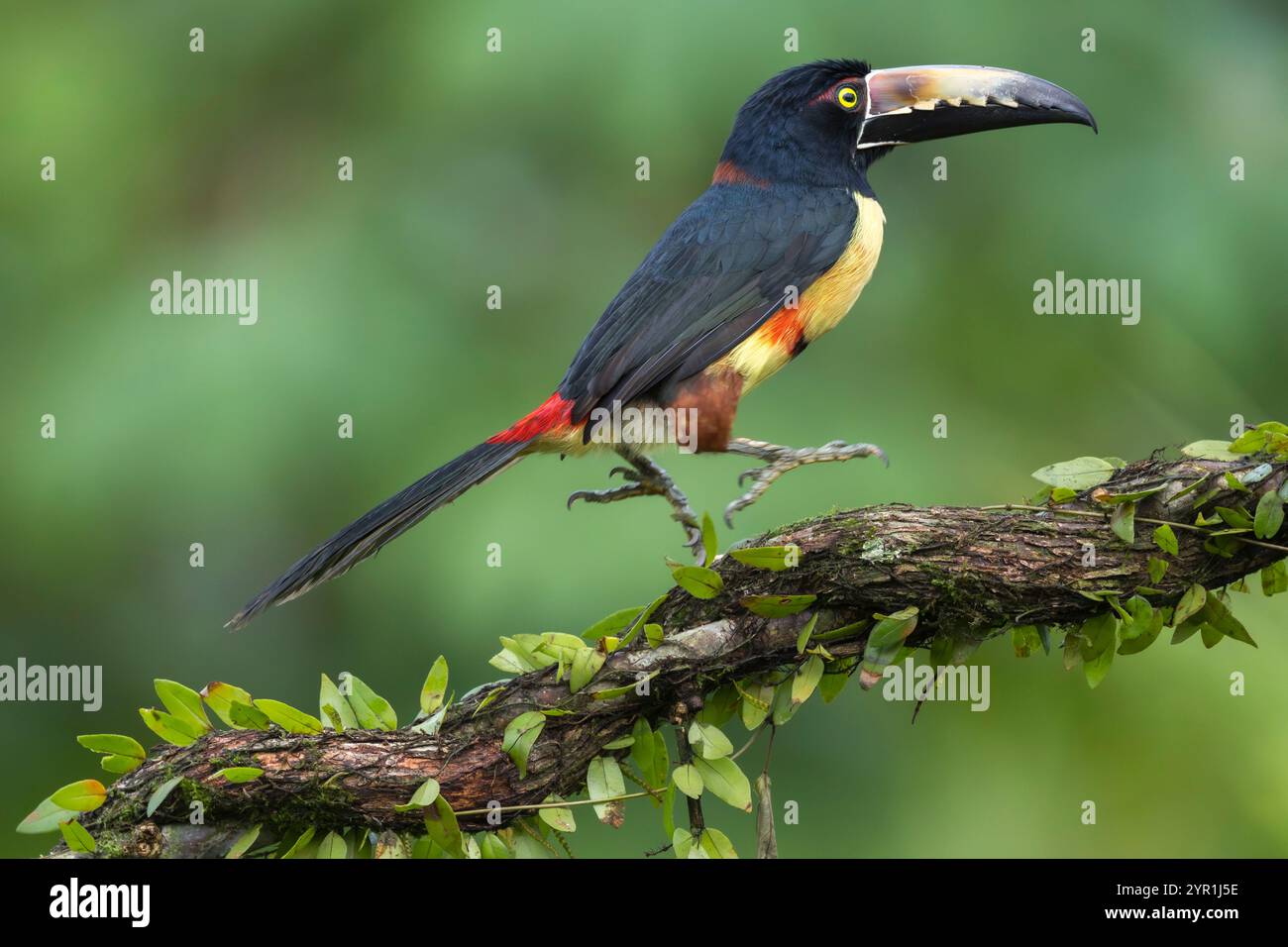 Collared Aracari, Pteroglossus torquatus, hopping along a vine branch ...
