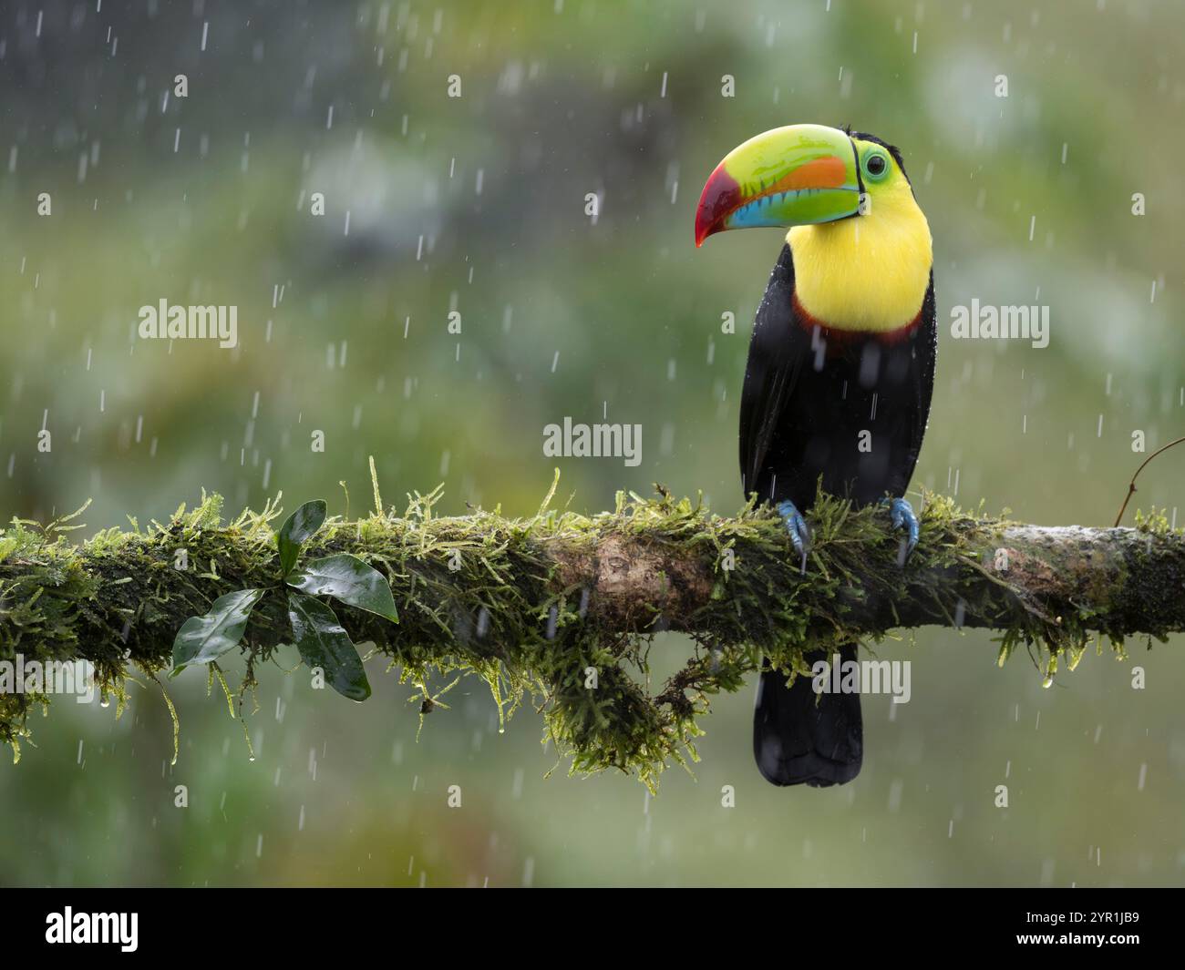 Keel-billed Toucan, Ramphastos sulfuratus, in the rain, also known as ...