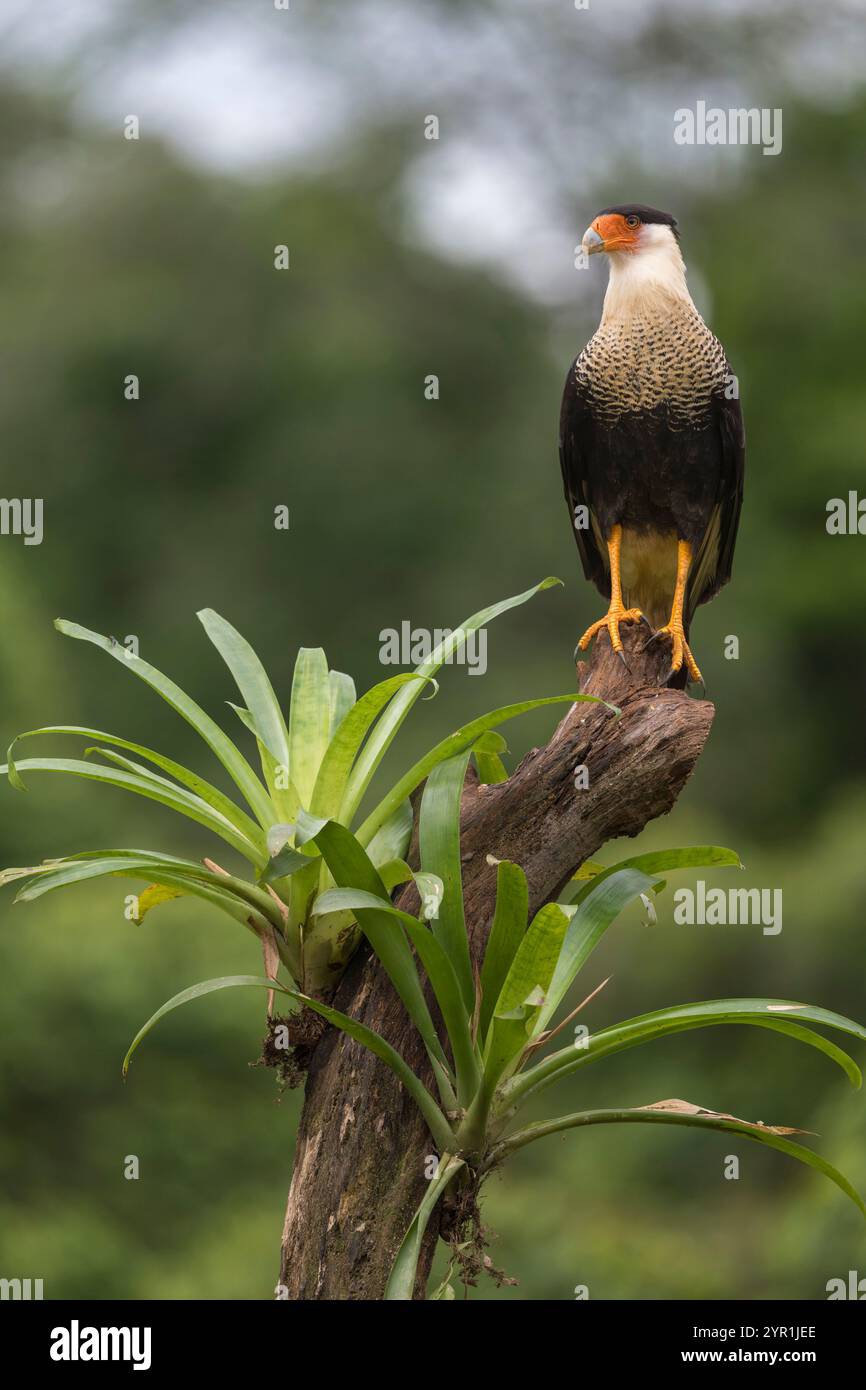 Crested Caracara, Caracara plancus, perched on a tree stump. Costa Rica ...