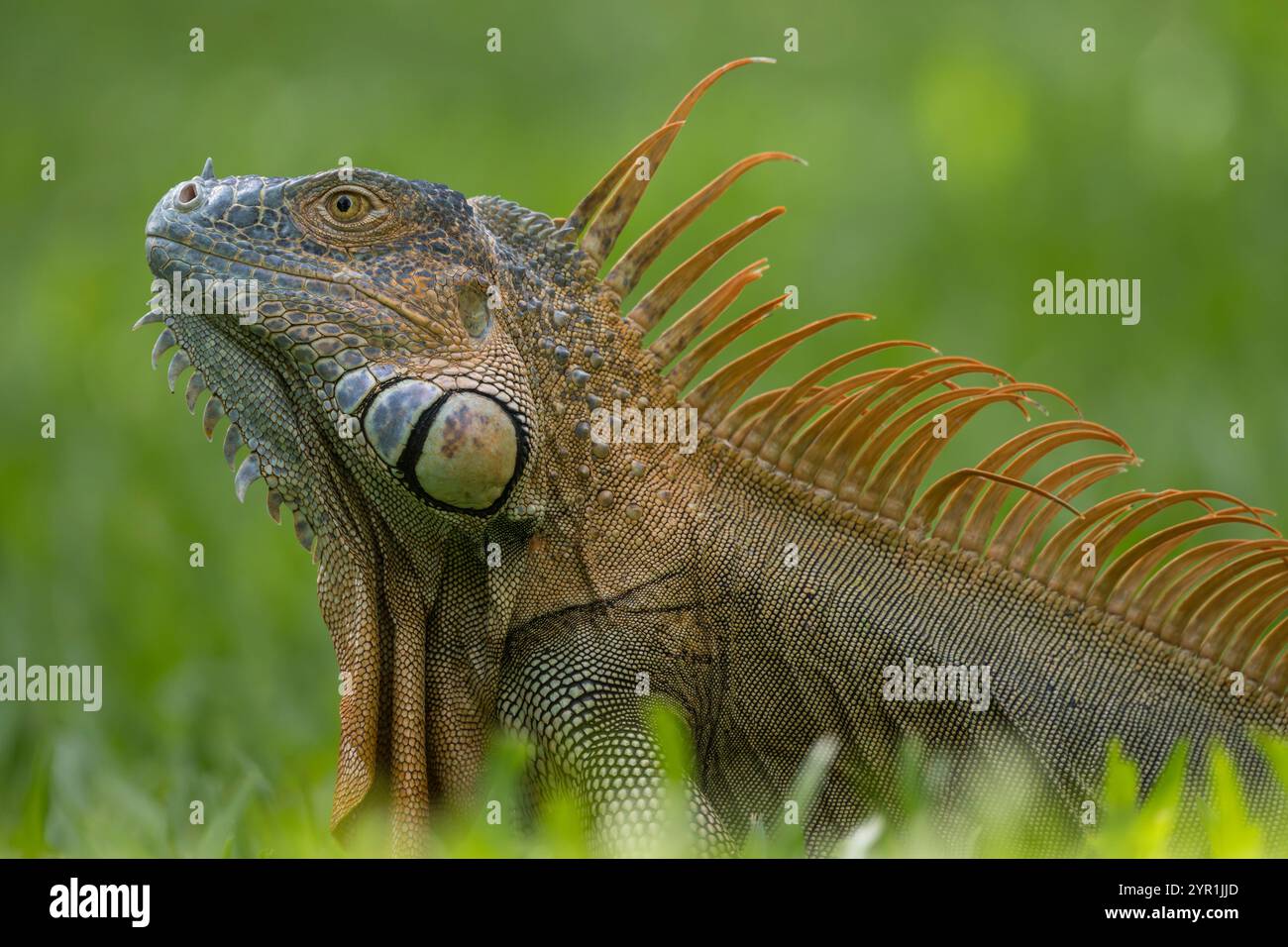 Male Green Iguana, Iguana iguana, also known as American Iguana or ...