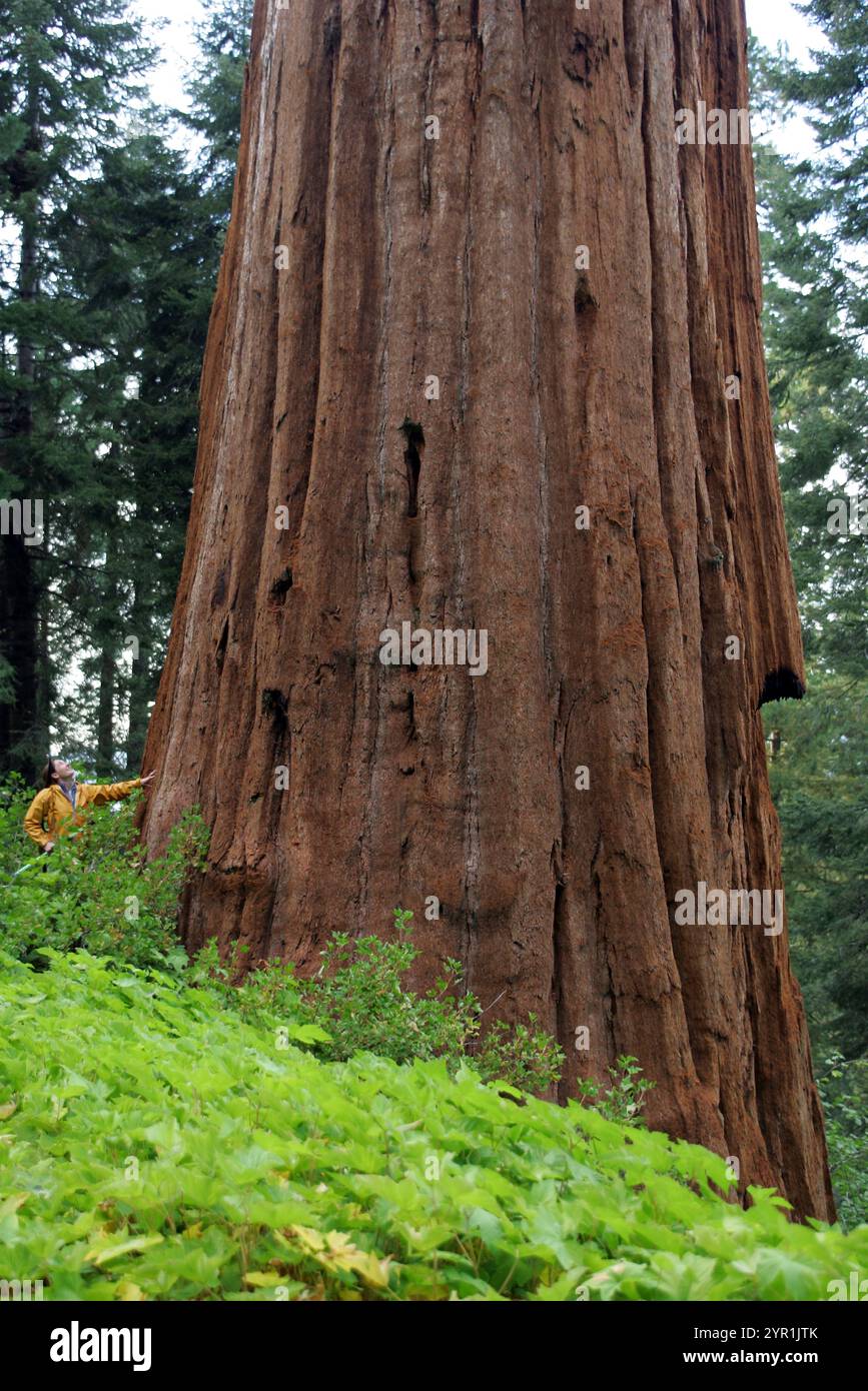 A woman looks up at a giant Sequoia near Sequoia Crest, California ...