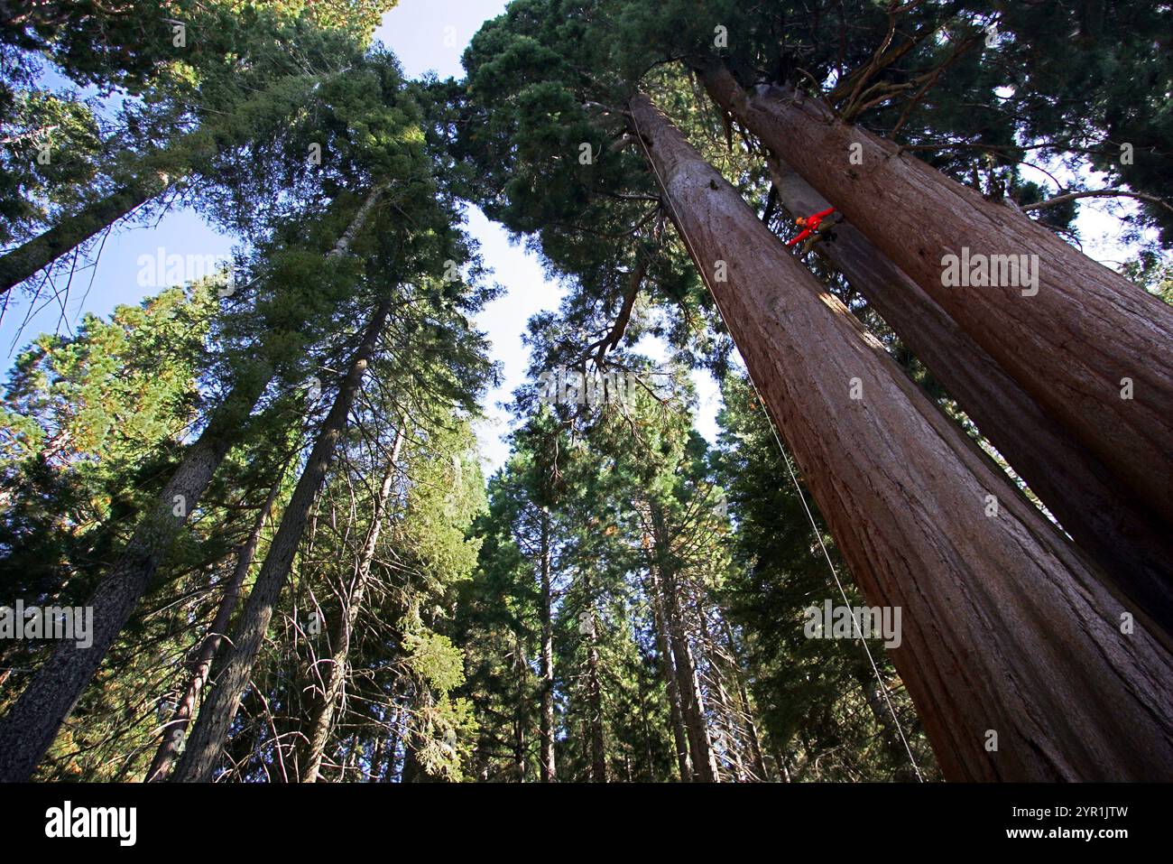 A man climbs a giant Sequoia on a private land in Sequoia Crest ...