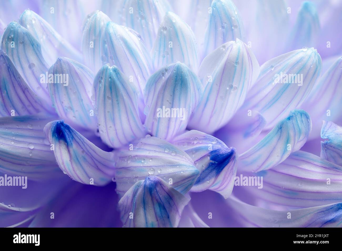 Showcasing subtle purple details hi-res stock photography and images ...