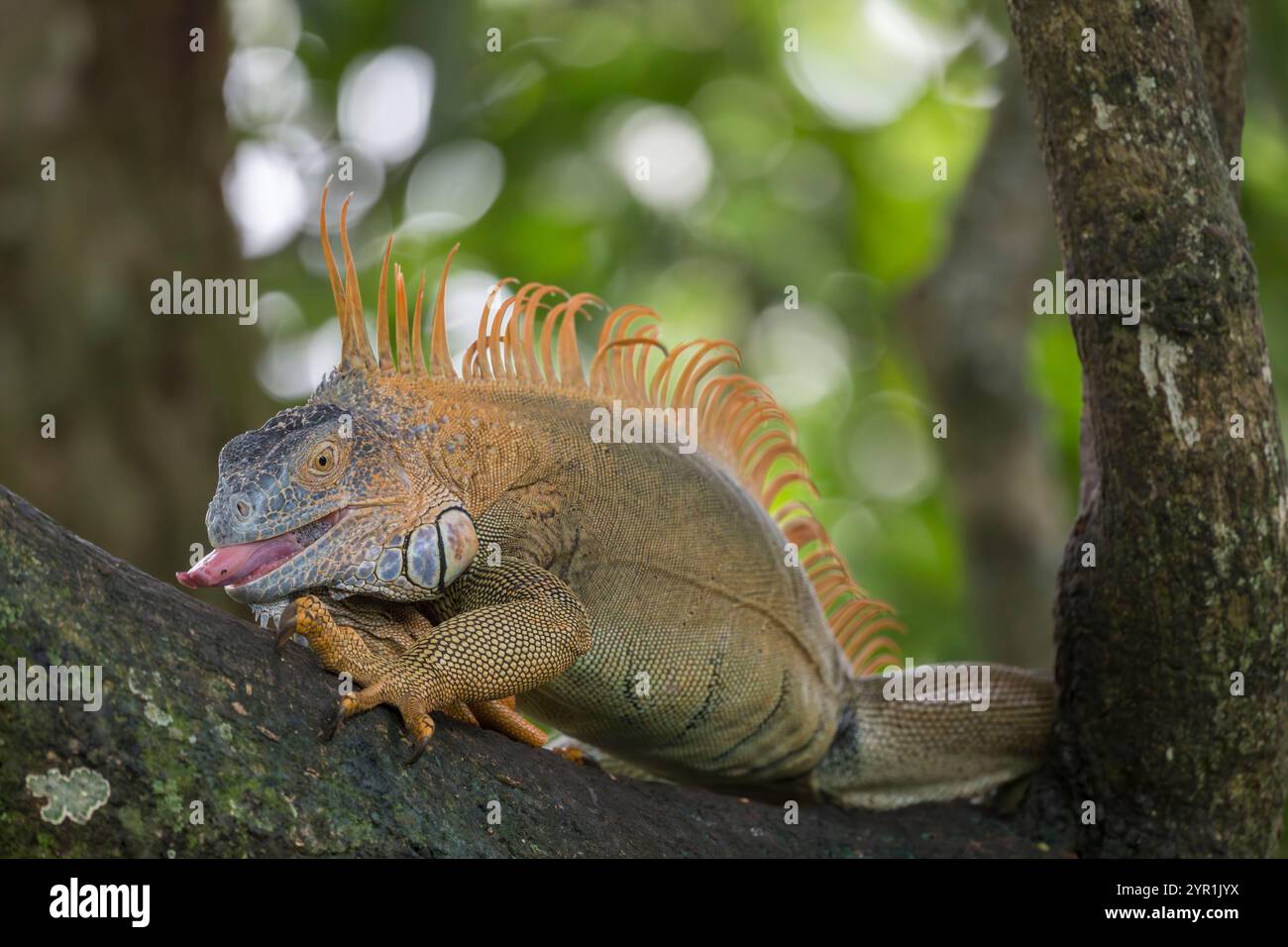 Male Green Iguana, Iguana iguana, in a tree with its tongue out, also ...