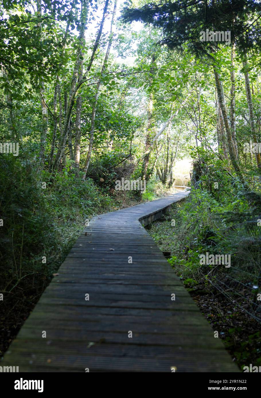 Forest in Irelands hidden heartlands Stock Photo - Alamy