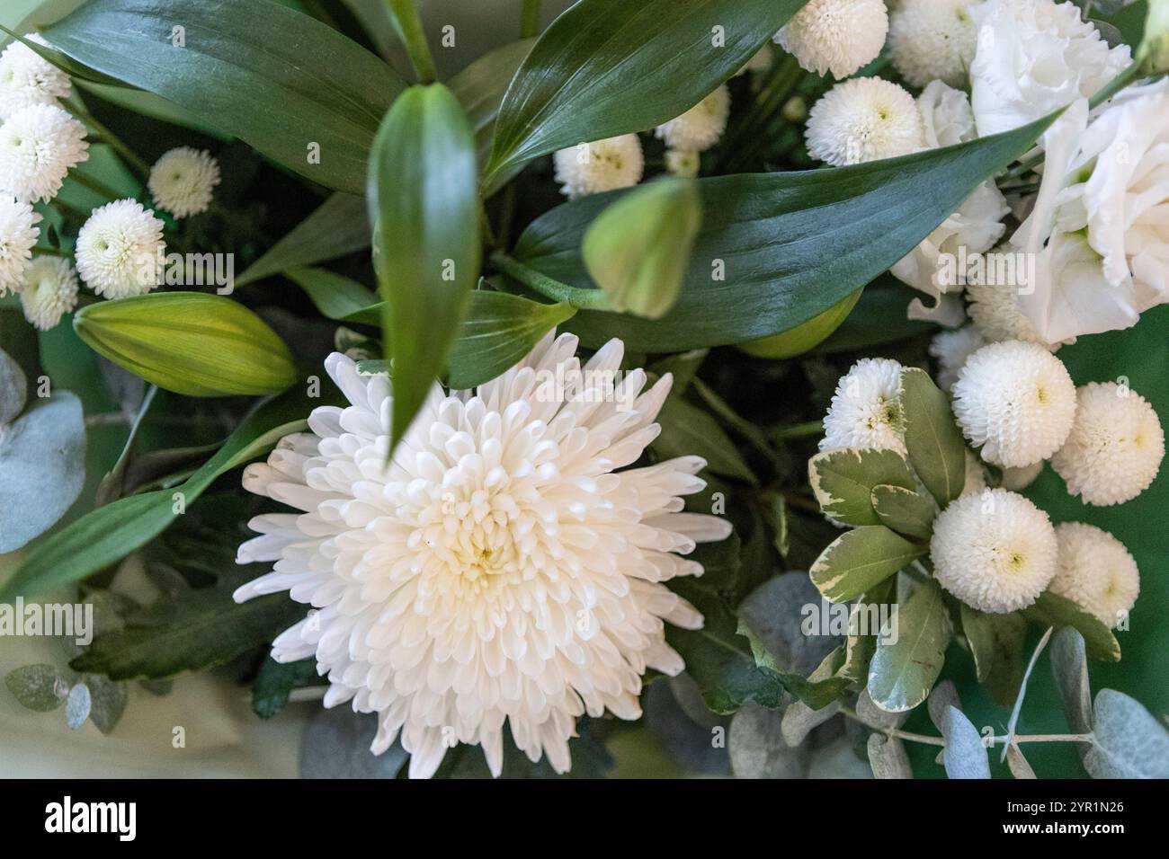 Elegant white blossoms hi-res stock photography and images - Alamy