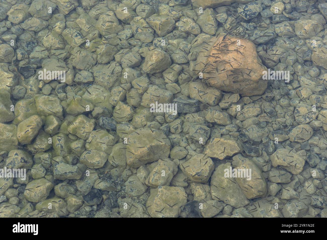Black Young fish in the lake Stock Photo - Alamy
