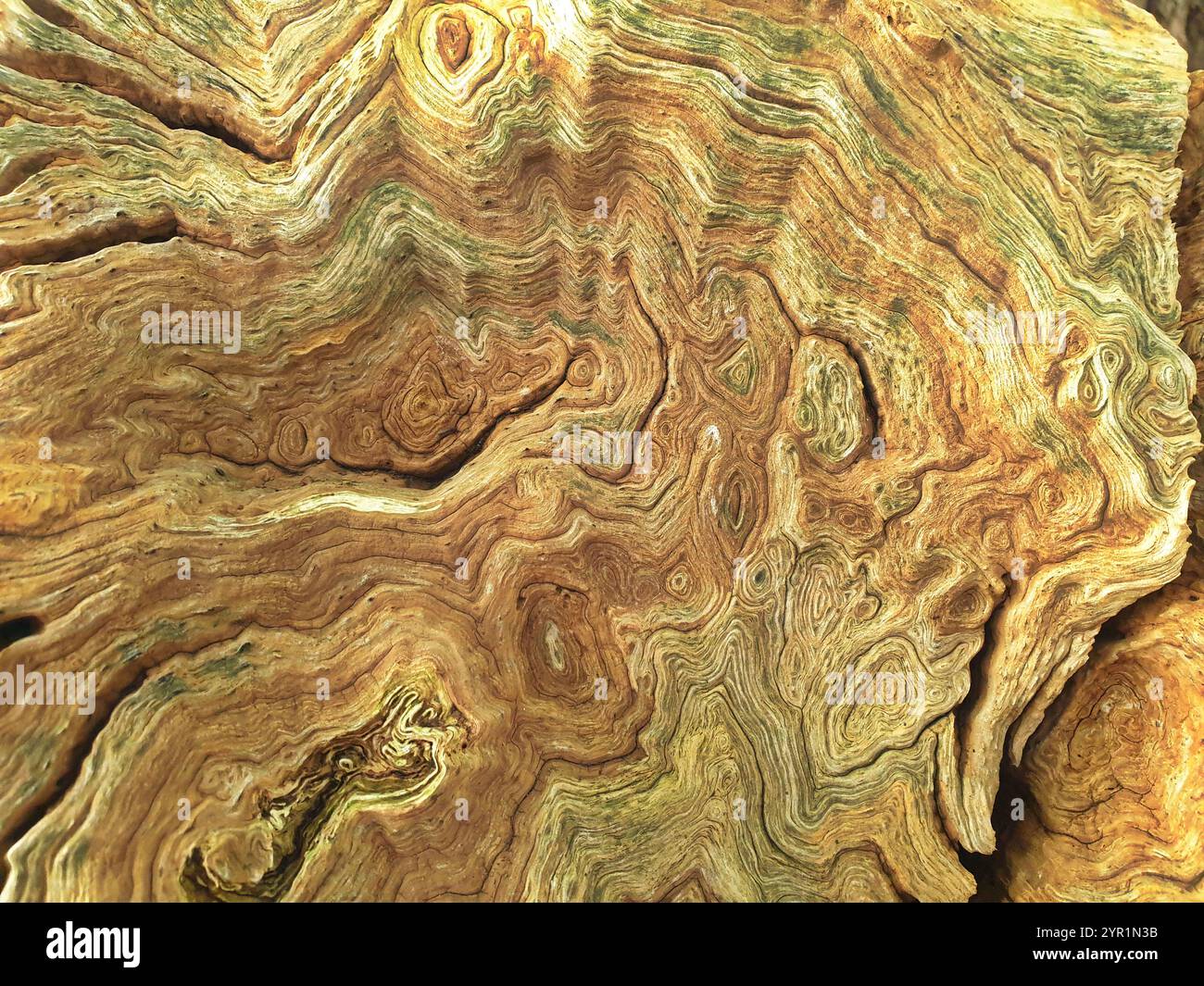 Old root burls hi-res stock photography and images - Alamy