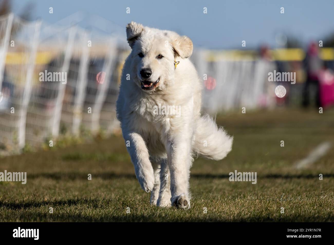 Great pyrenees livestock hi-res stock photography and images - Alamy