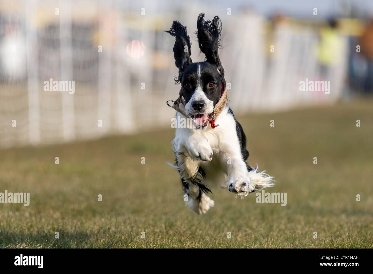 English Springer Spaniel Running Lure Course Sprint Dog Sport Stock ...