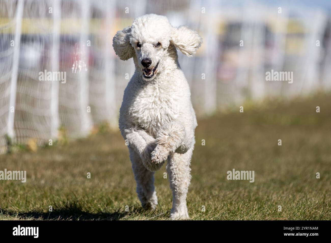 White standard poodle hi-res stock photography and images - Alamy