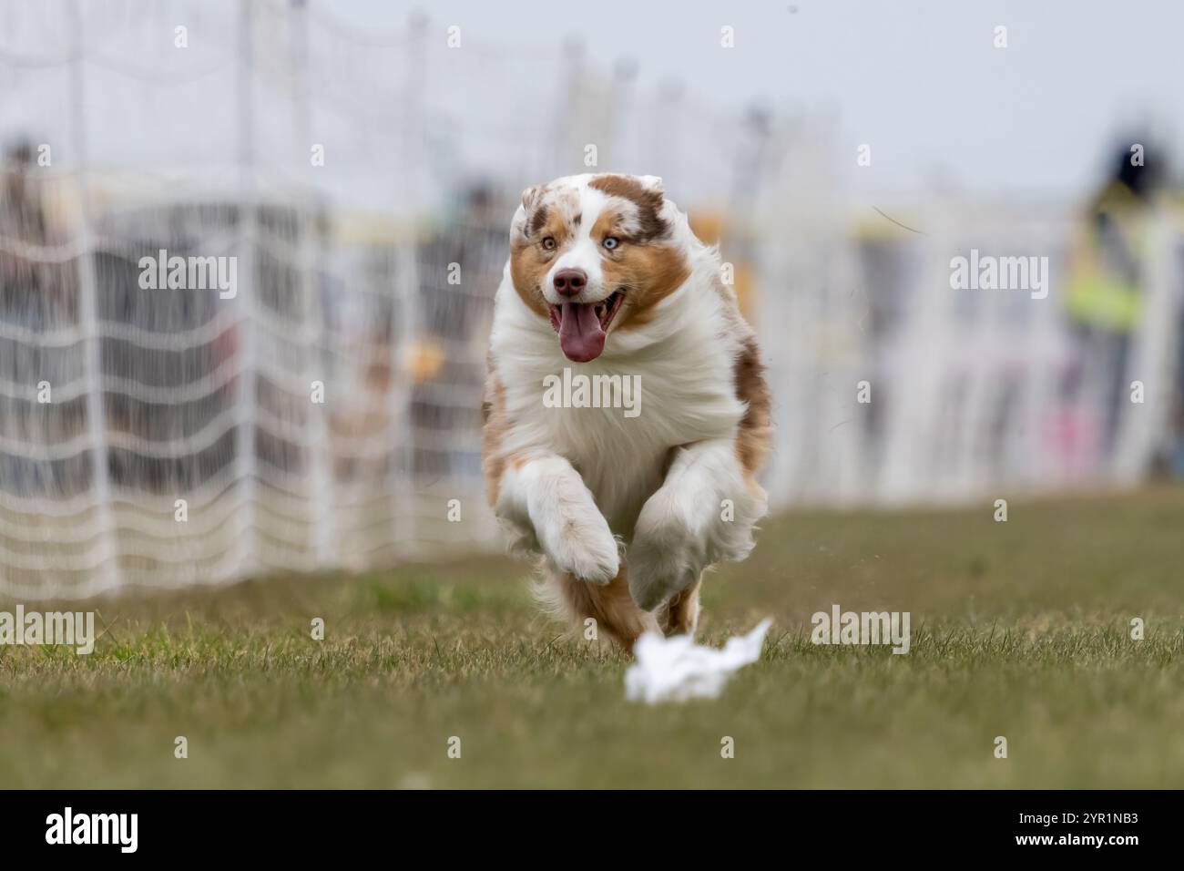 Brown active australian shepherd hi-res stock photography and images ...