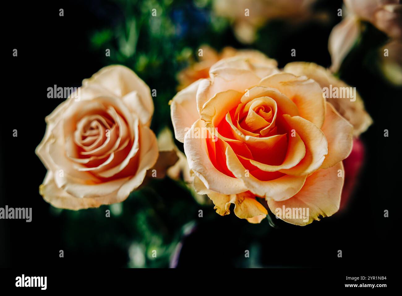 Low key roses hi-res stock photography and images - Alamy
