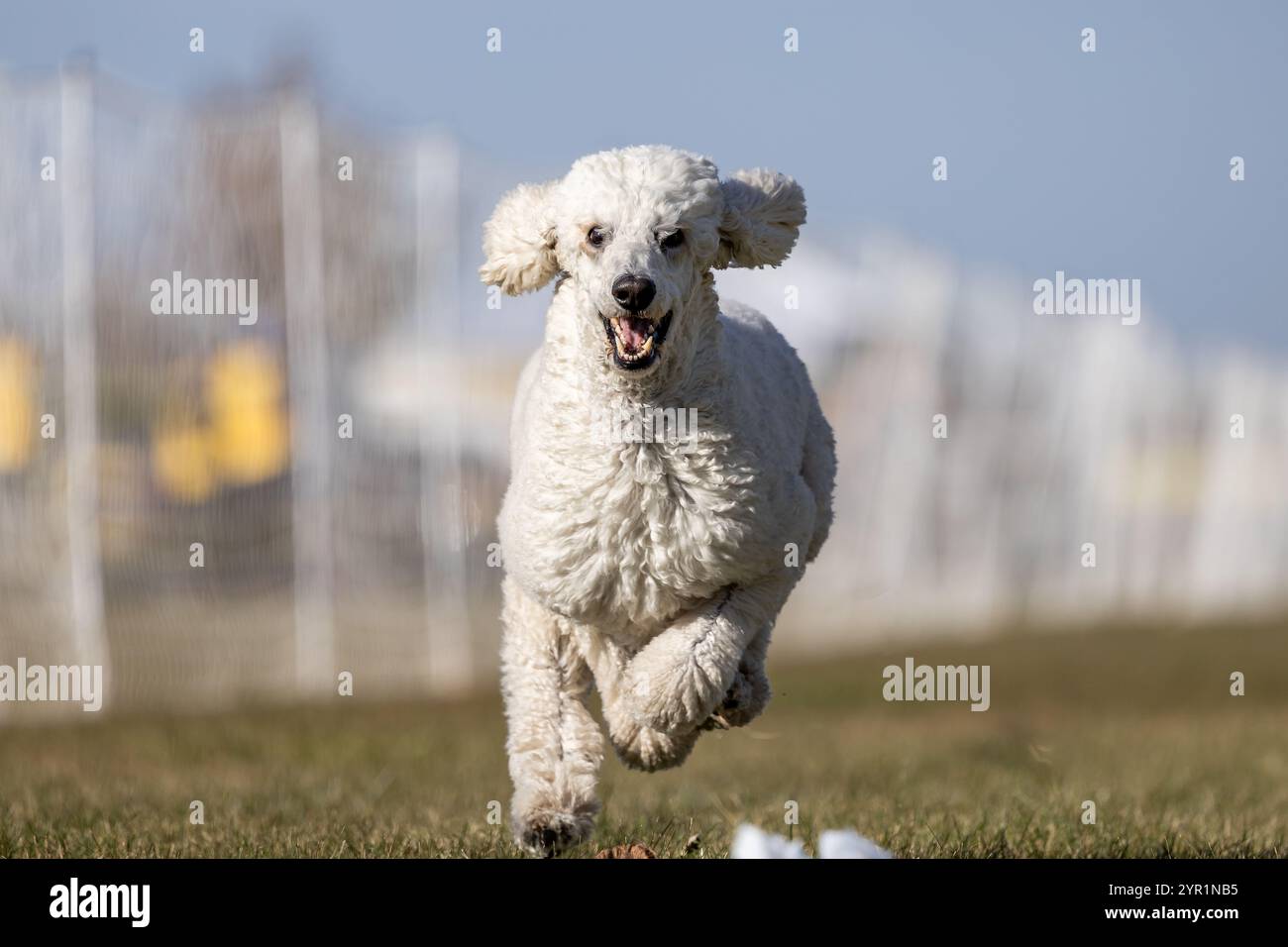 White standard poodle hi-res stock photography and images - Alamy