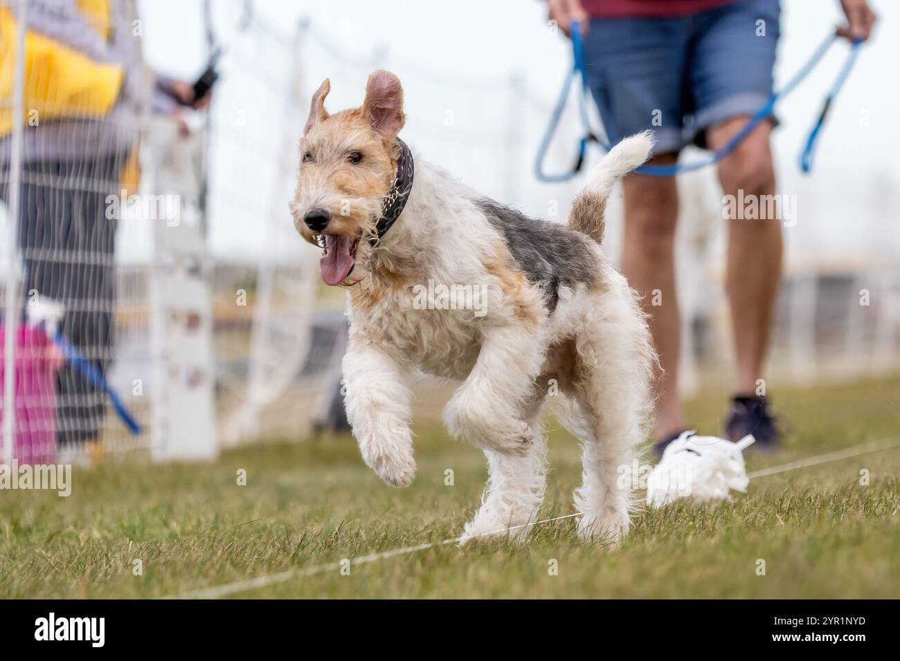 Happy fox terrier hi-res stock photography and images - Alamy