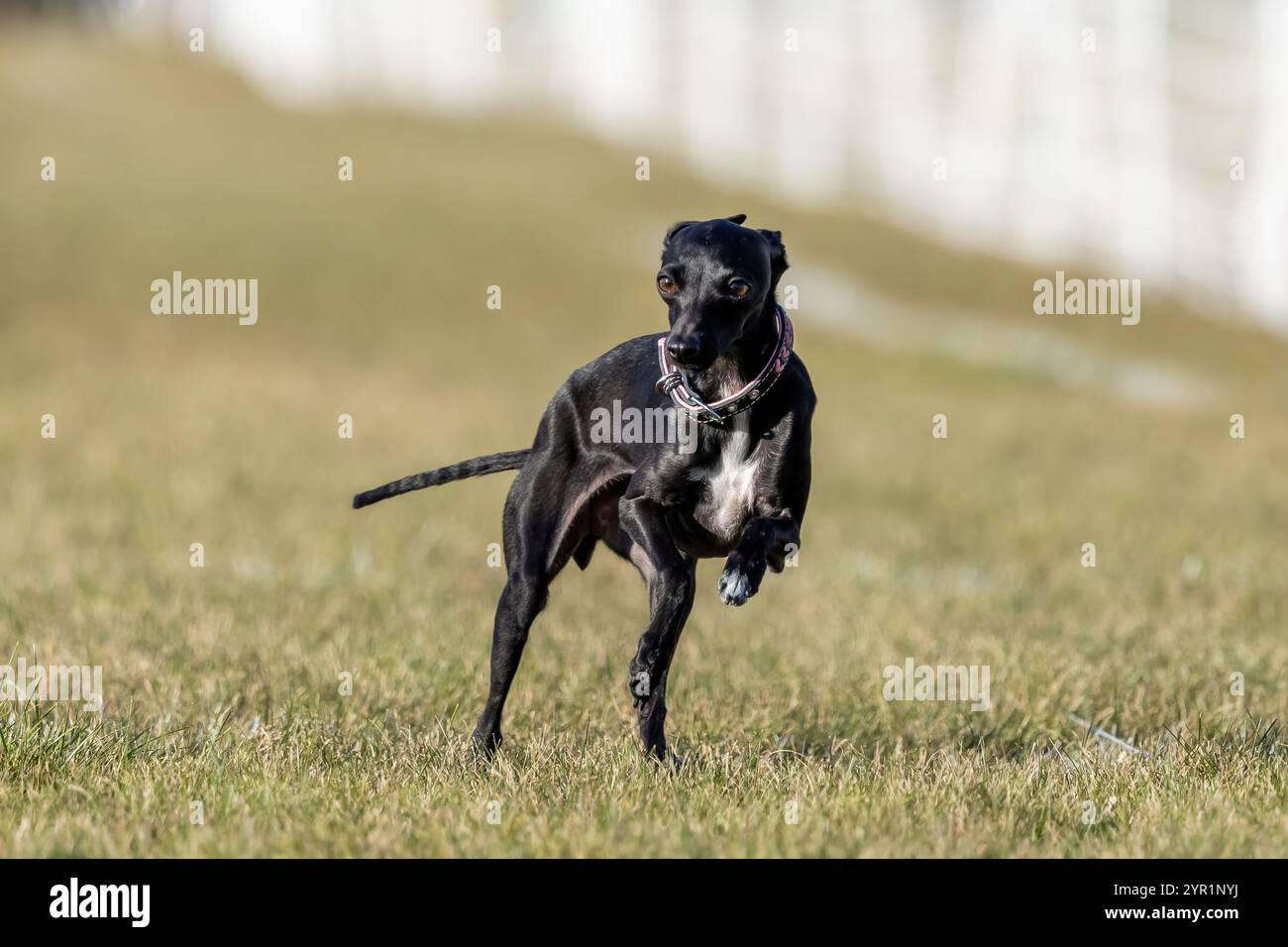 Black and white italian fun hi-res stock photography and images - Alamy