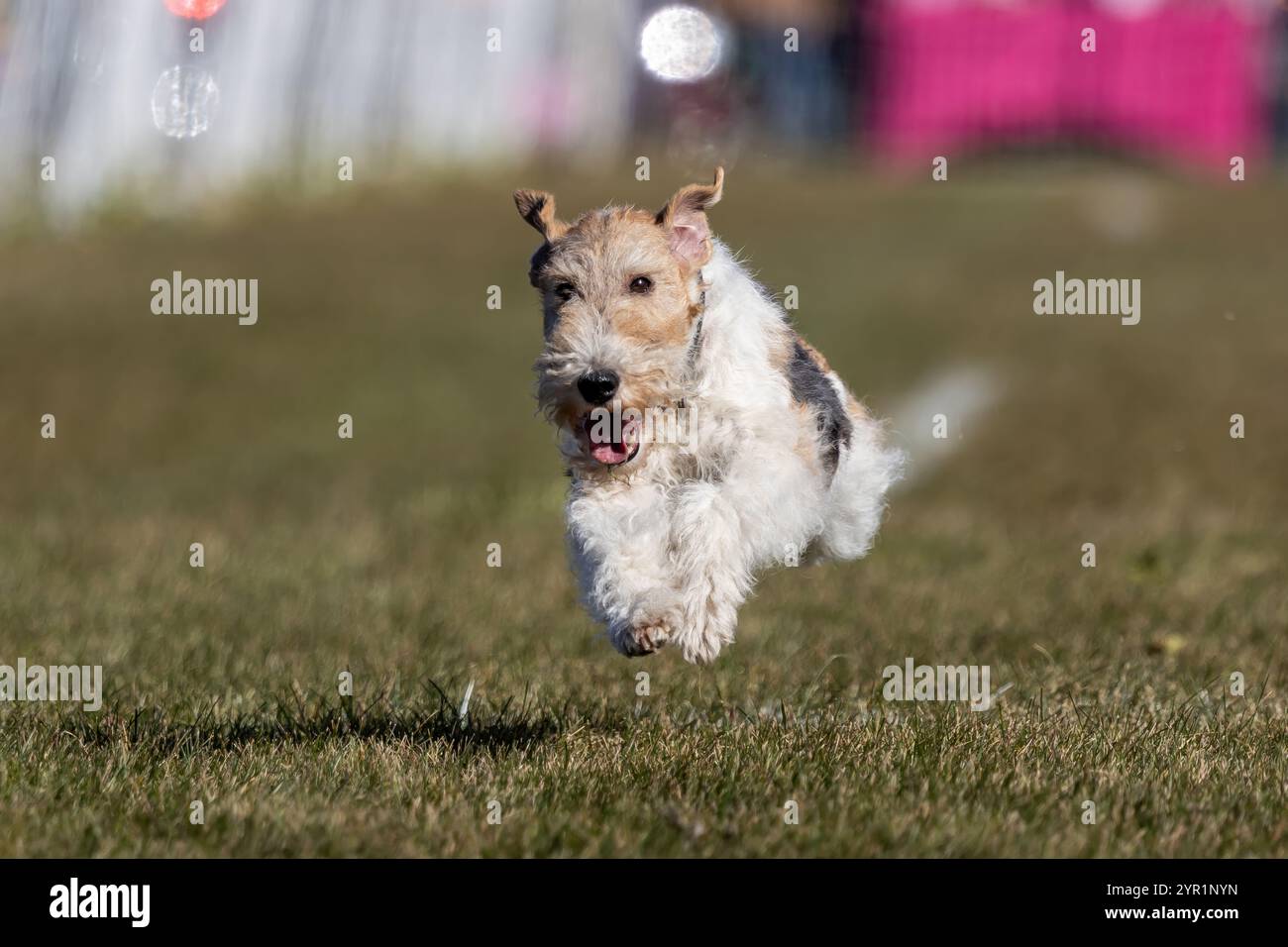 Running fox terrier hi-res stock photography and images - Alamy