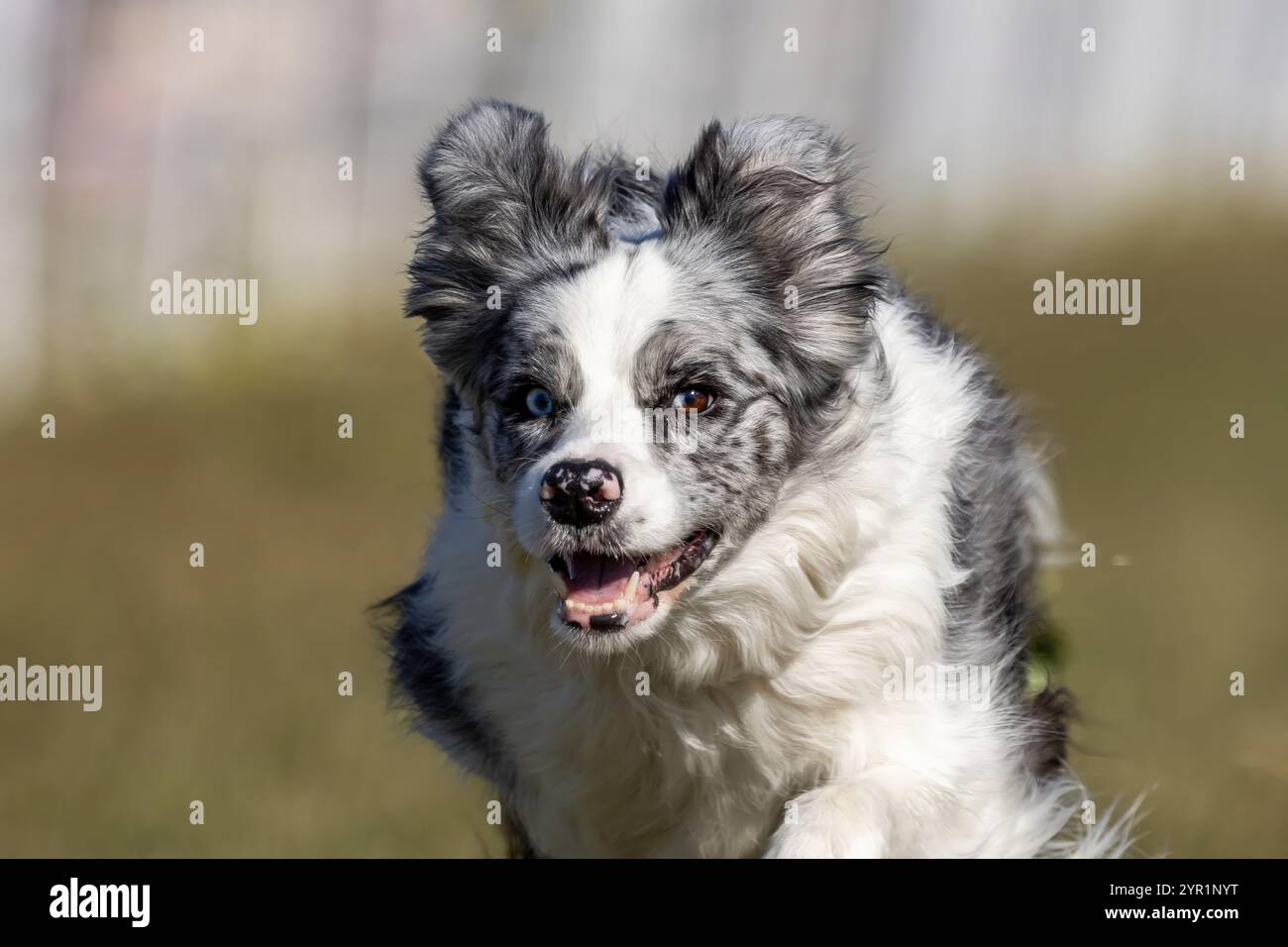 Pink border collie hi-res stock photography and images - Alamy