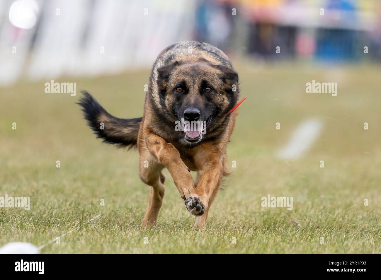 Happy German Shepherd Running Lure Course Sprint Dog Sport Stock Photo ...