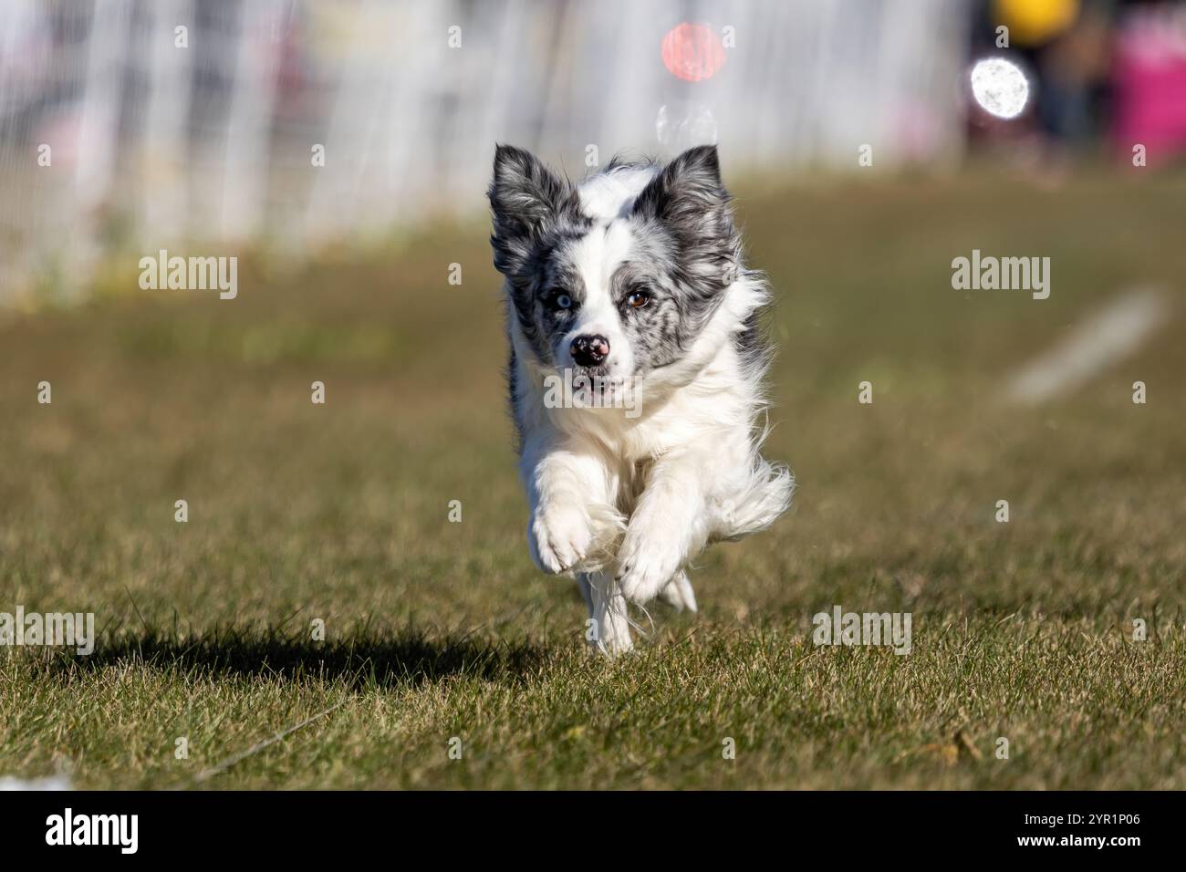 Pink border collie hi-res stock photography and images - Alamy