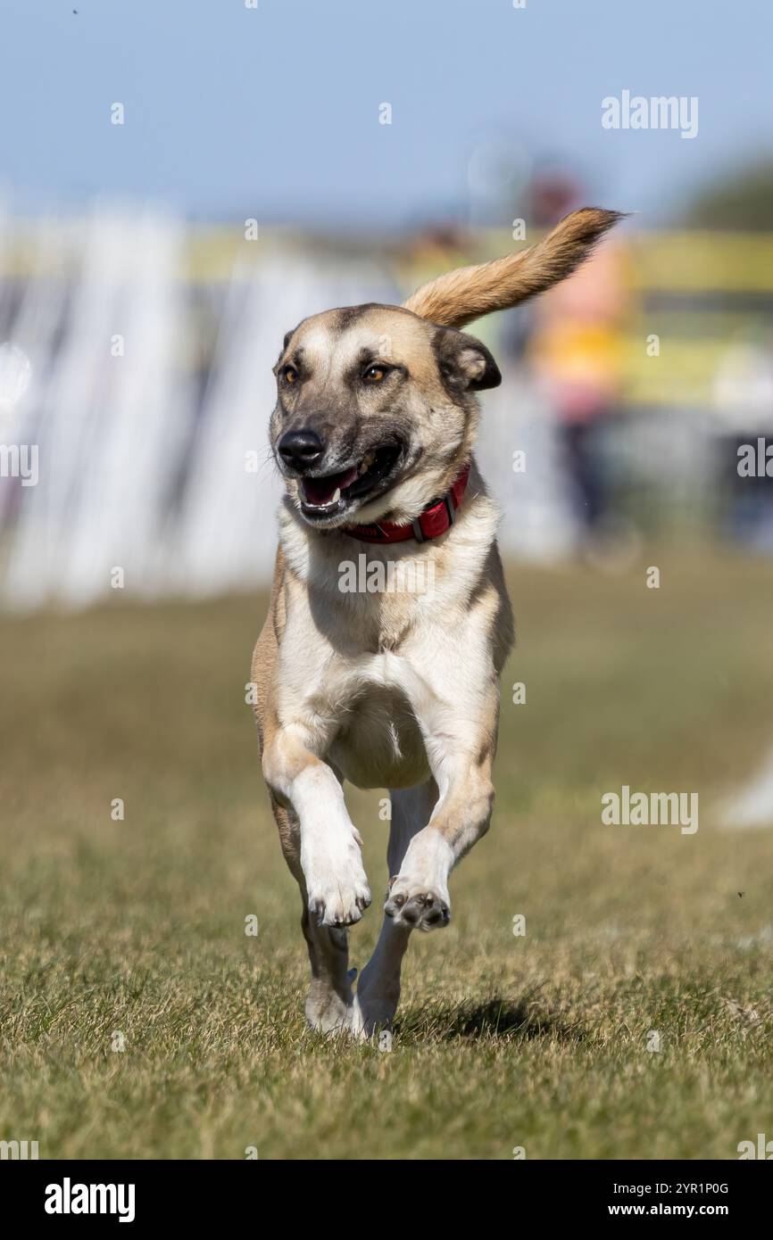 Black and tan german shepherd dog hi-res stock photography and images ...