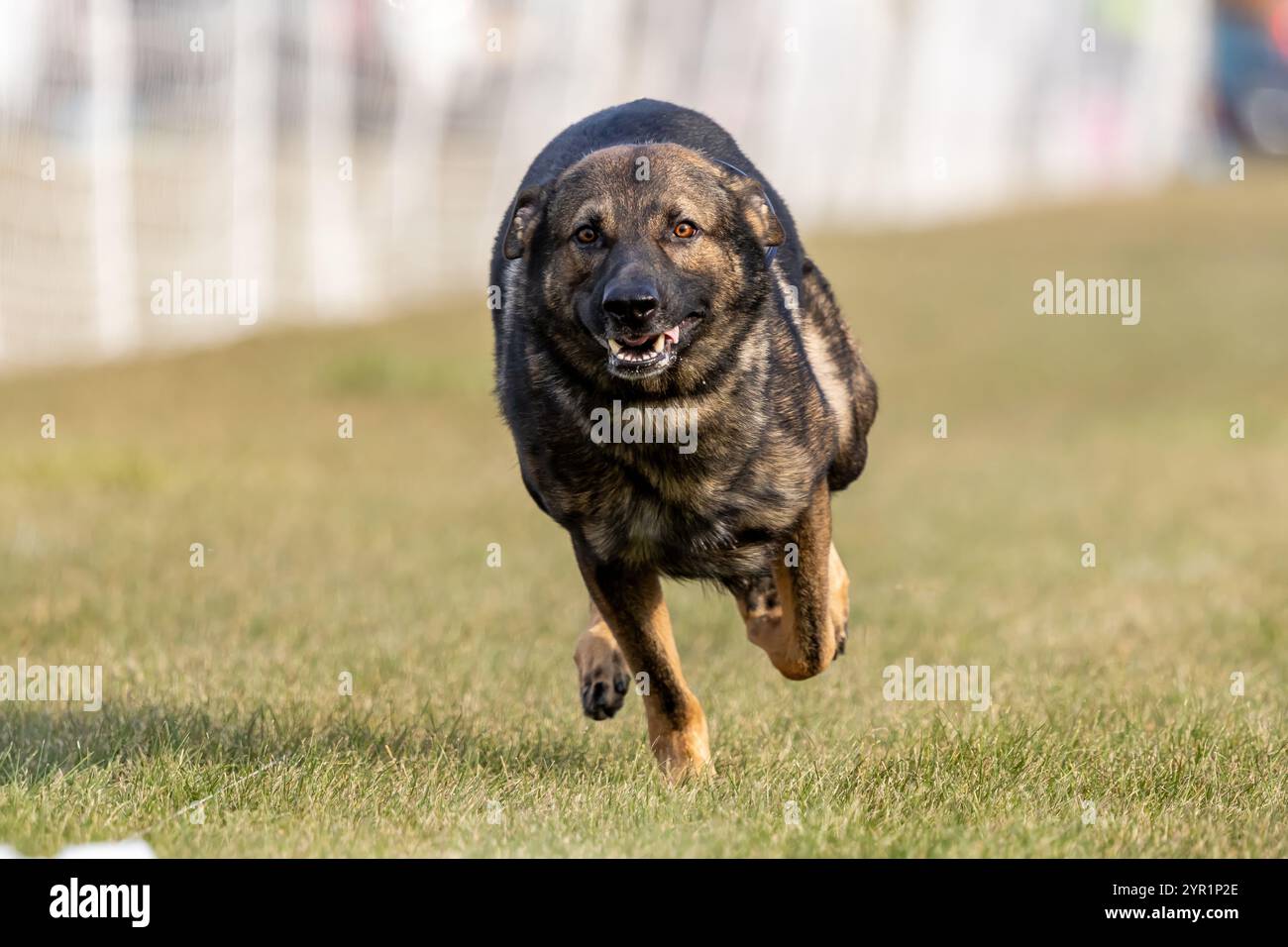 Black and sable german shepherd hi-res stock photography and images - Alamy