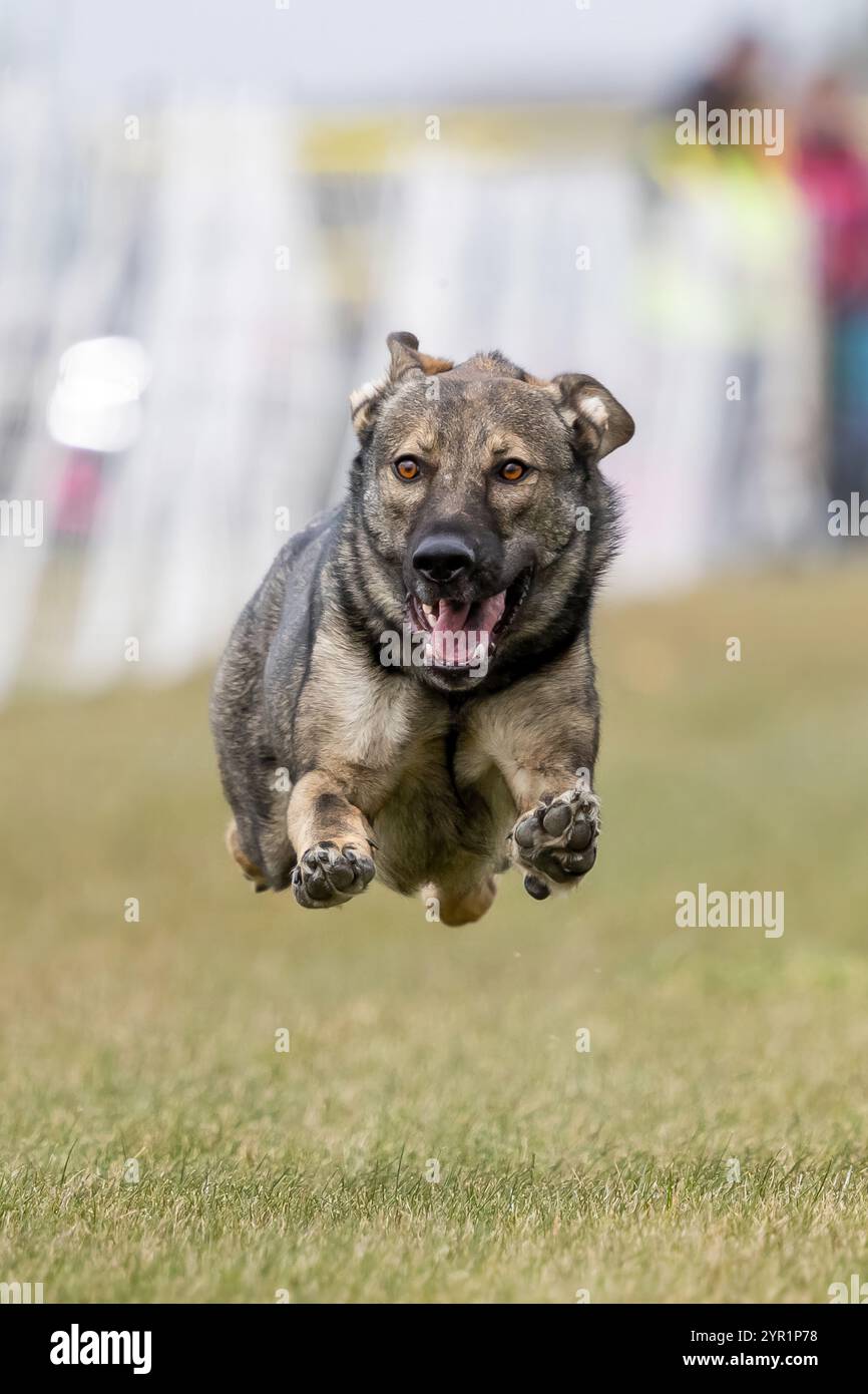 Sable german shepherd hi-res stock photography and images - Alamy