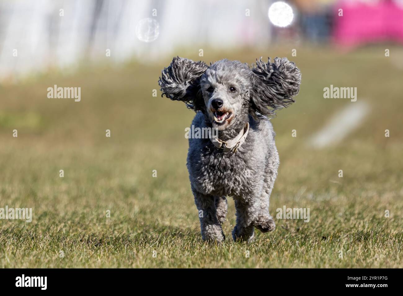 Purebred toy poodle running hi-res stock photography and images - Alamy