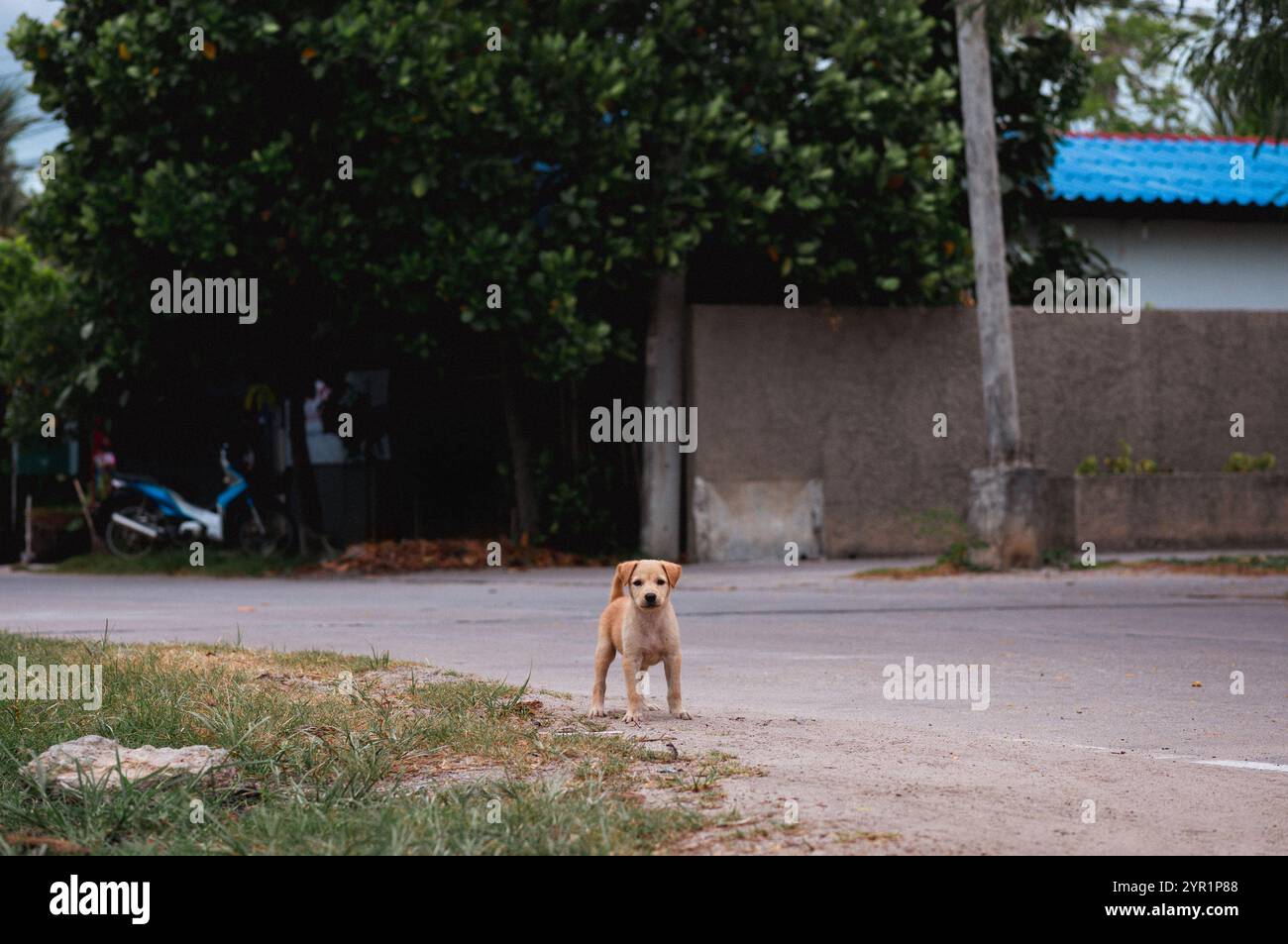 An adorable lab/mutt mix puppy trots on an outdoor Stock Photo - Alamy