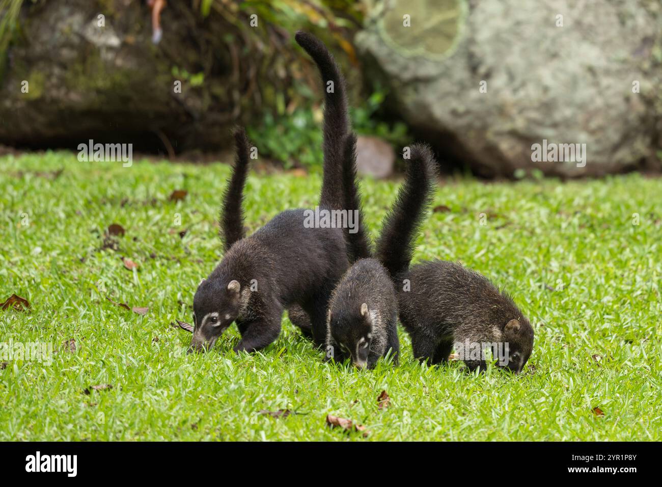 White-nosed Coati, Nasua narica, also known as Coatimundi, Costa Rica ...