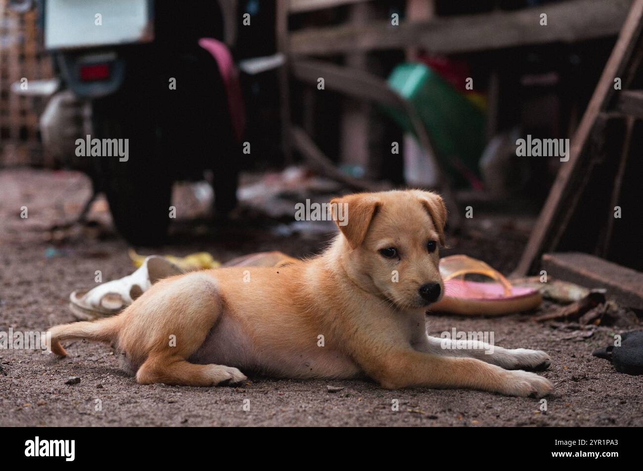 An adorable lab/mutt mix puppy lying outdoor Stock Photo - Alamy