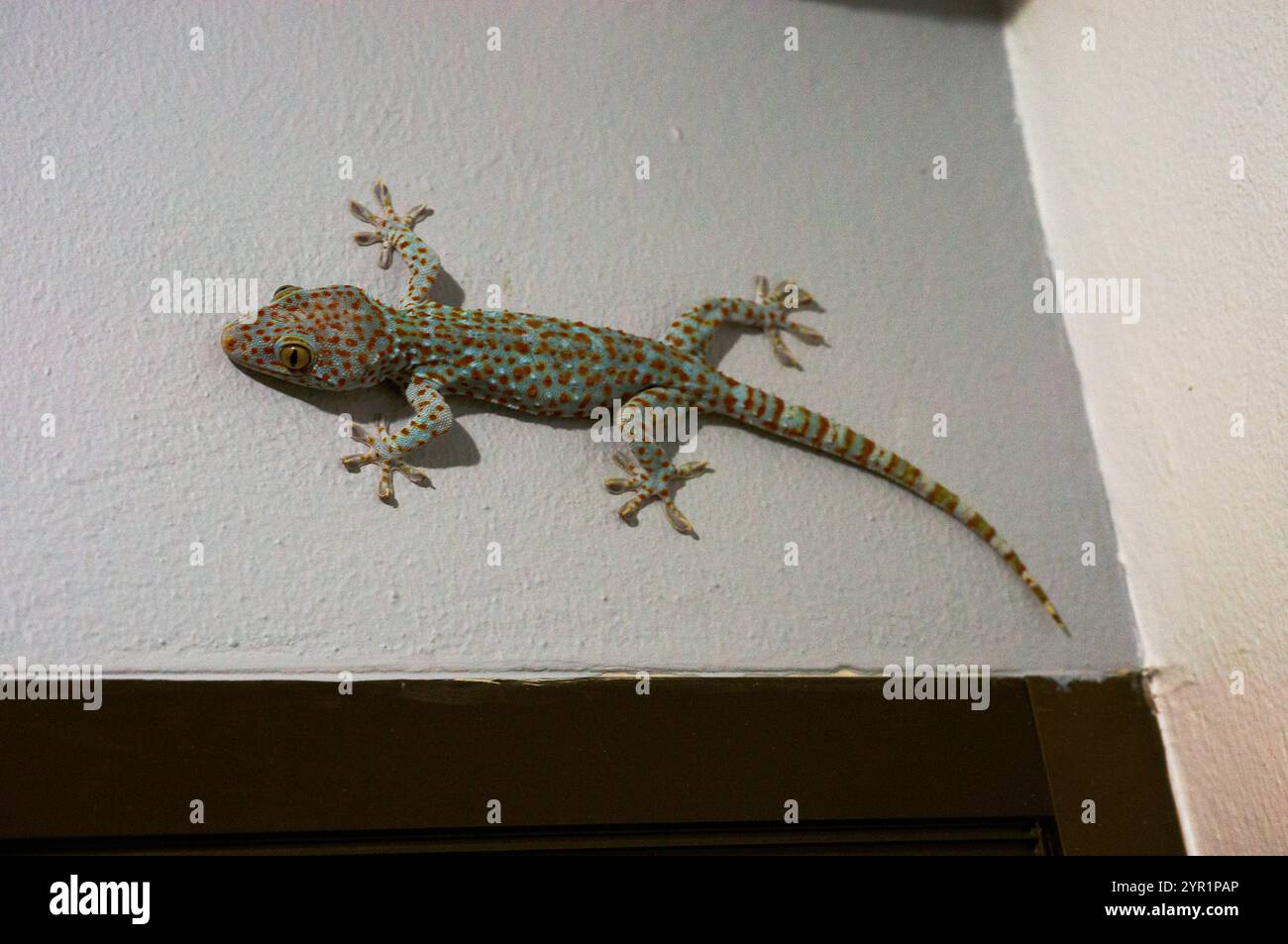 Close up photo of the tokay gecko (Gekko gecko Stock Photo - Alamy